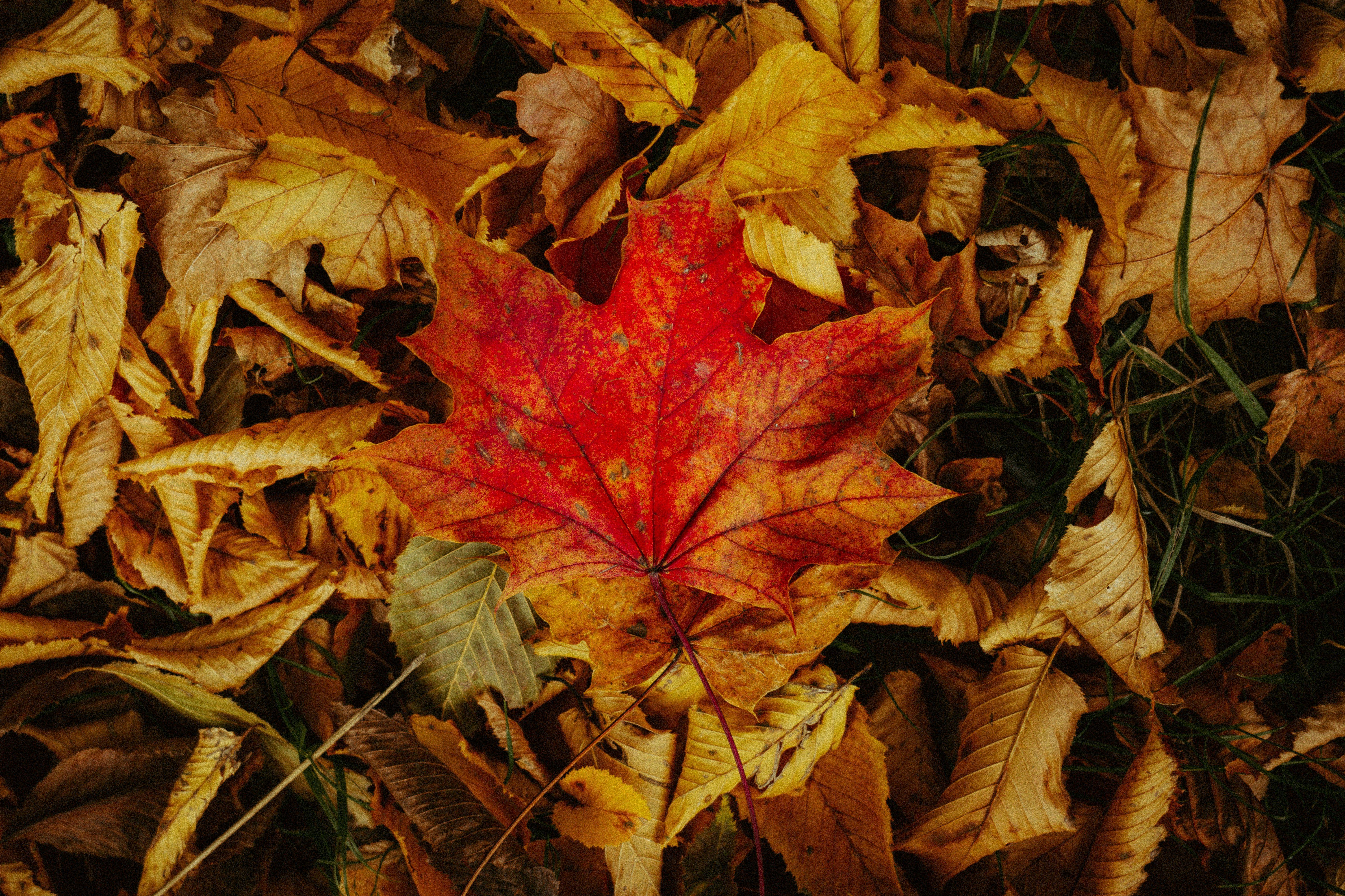 A single red maple leaf rests on fallen autumn leaves.