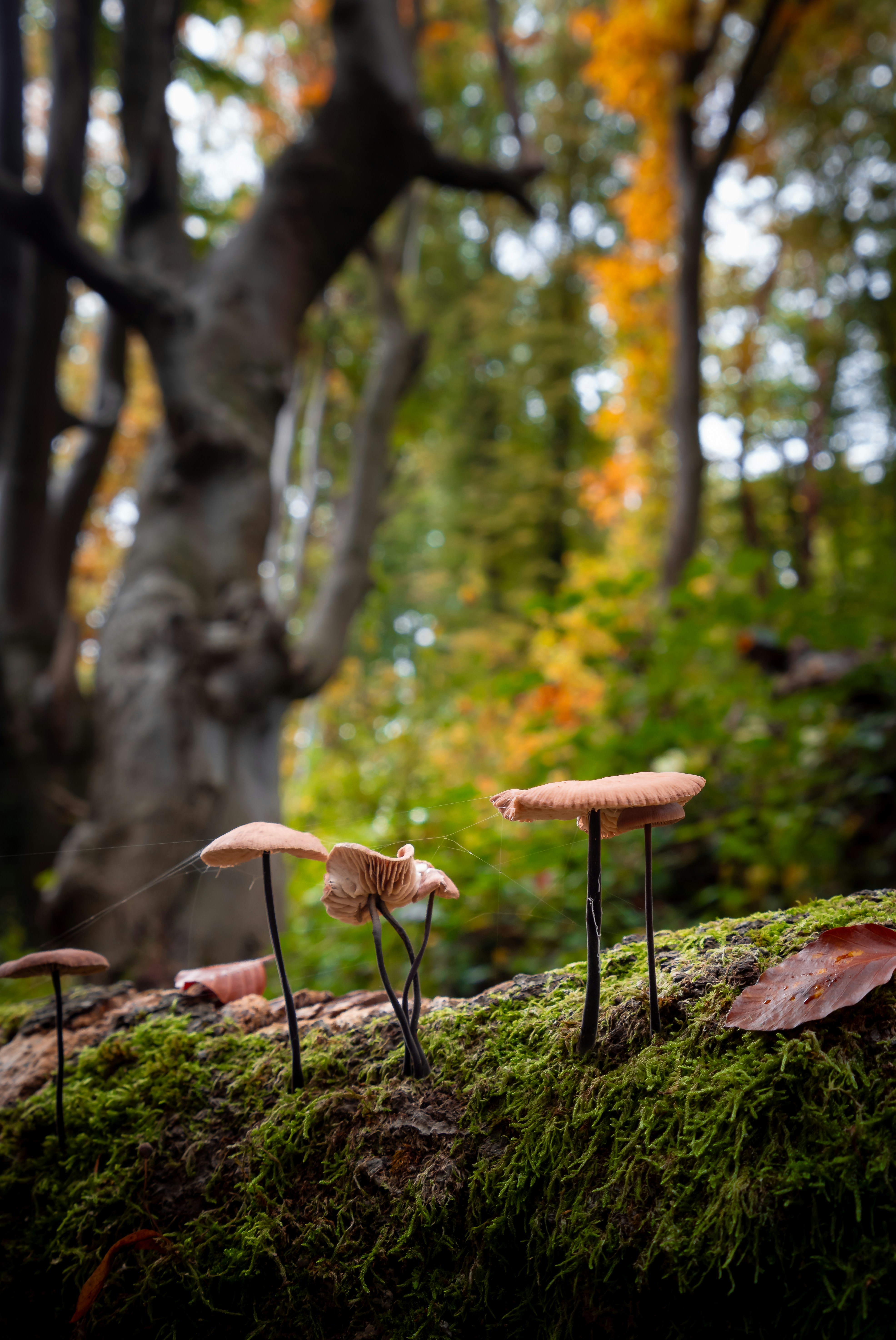Whispers of the Forest Floor