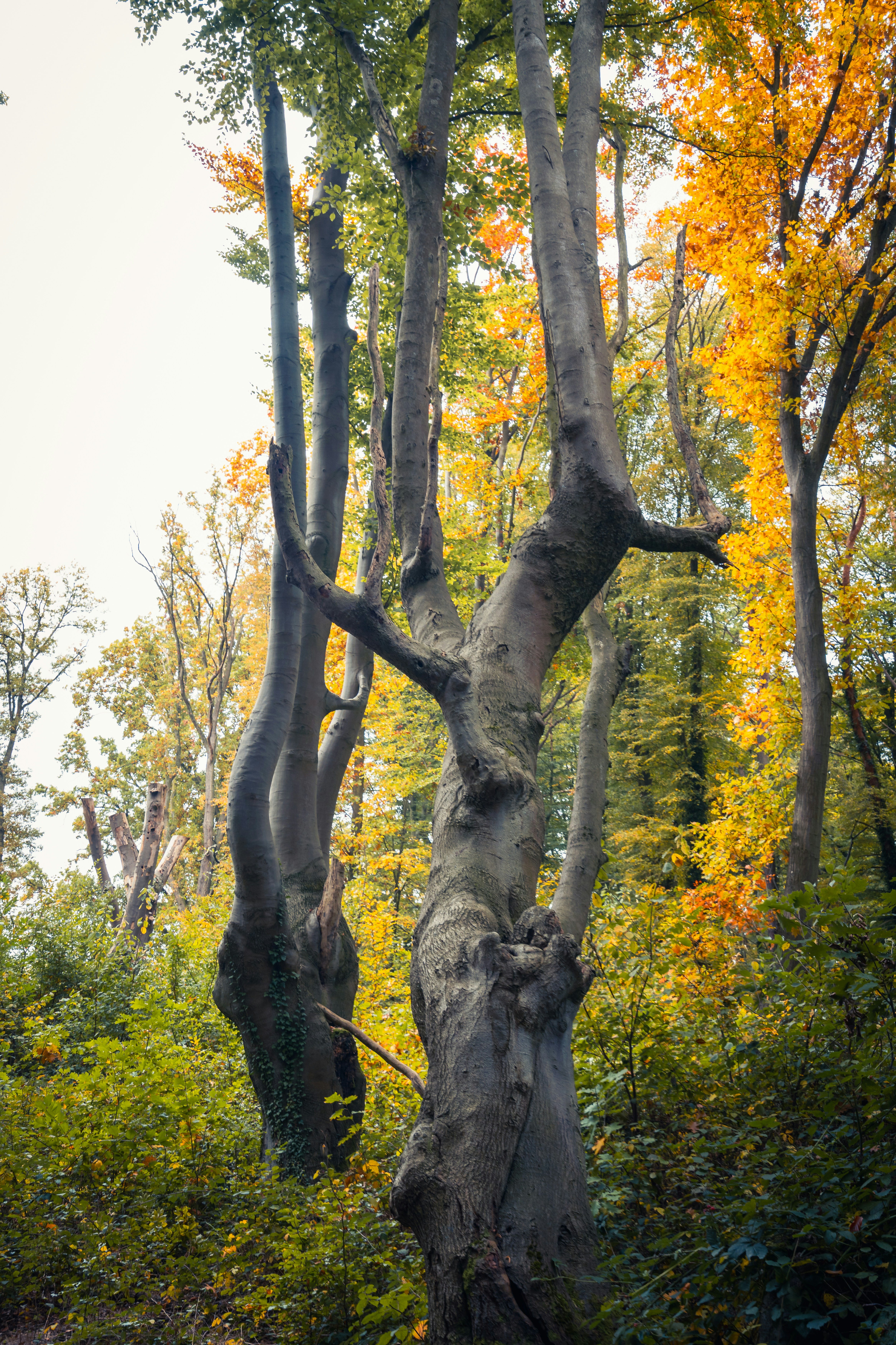 Gnarled Sentinel in an Ember-Drift Forest