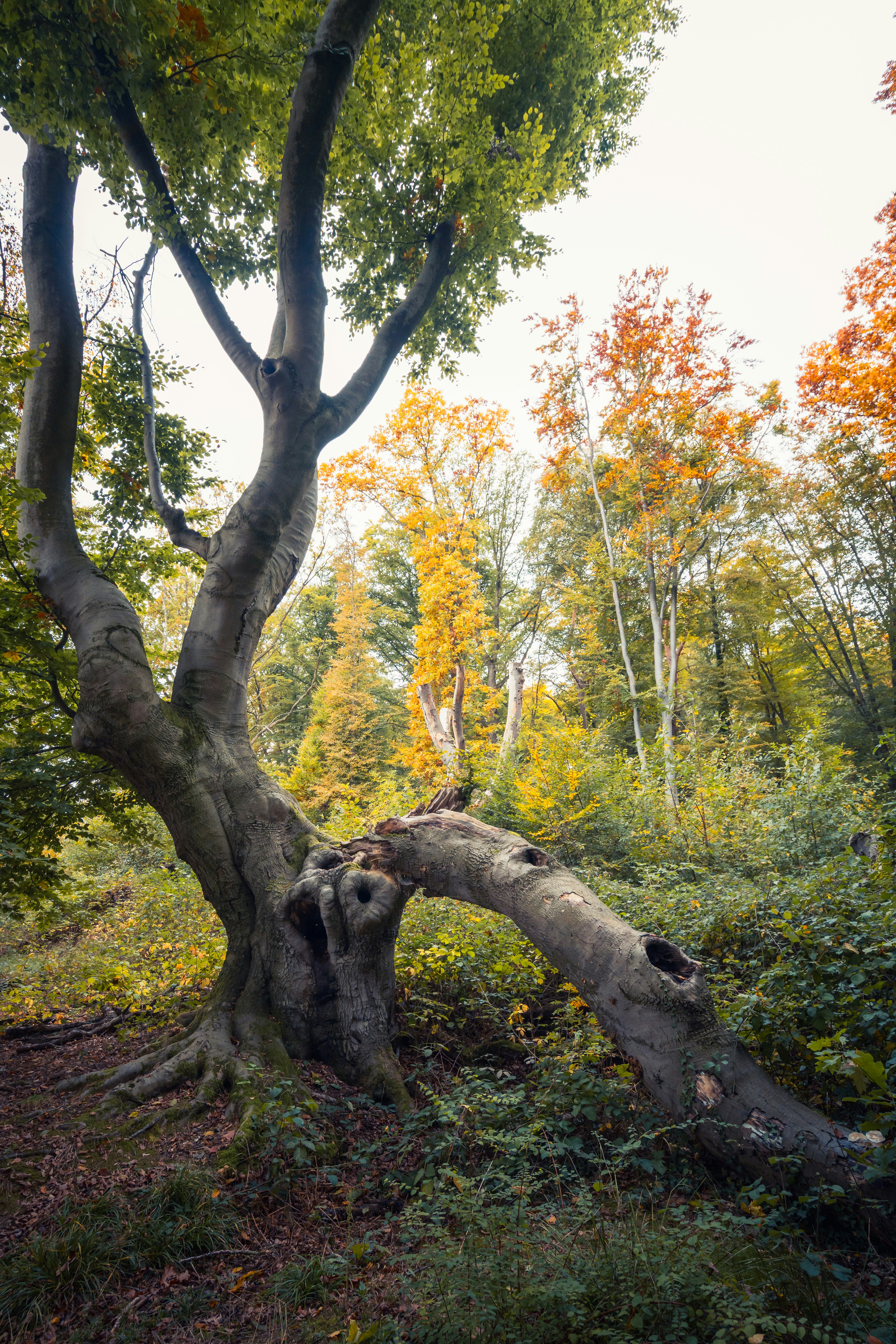Whispers of Autumn: The Resilient Tree