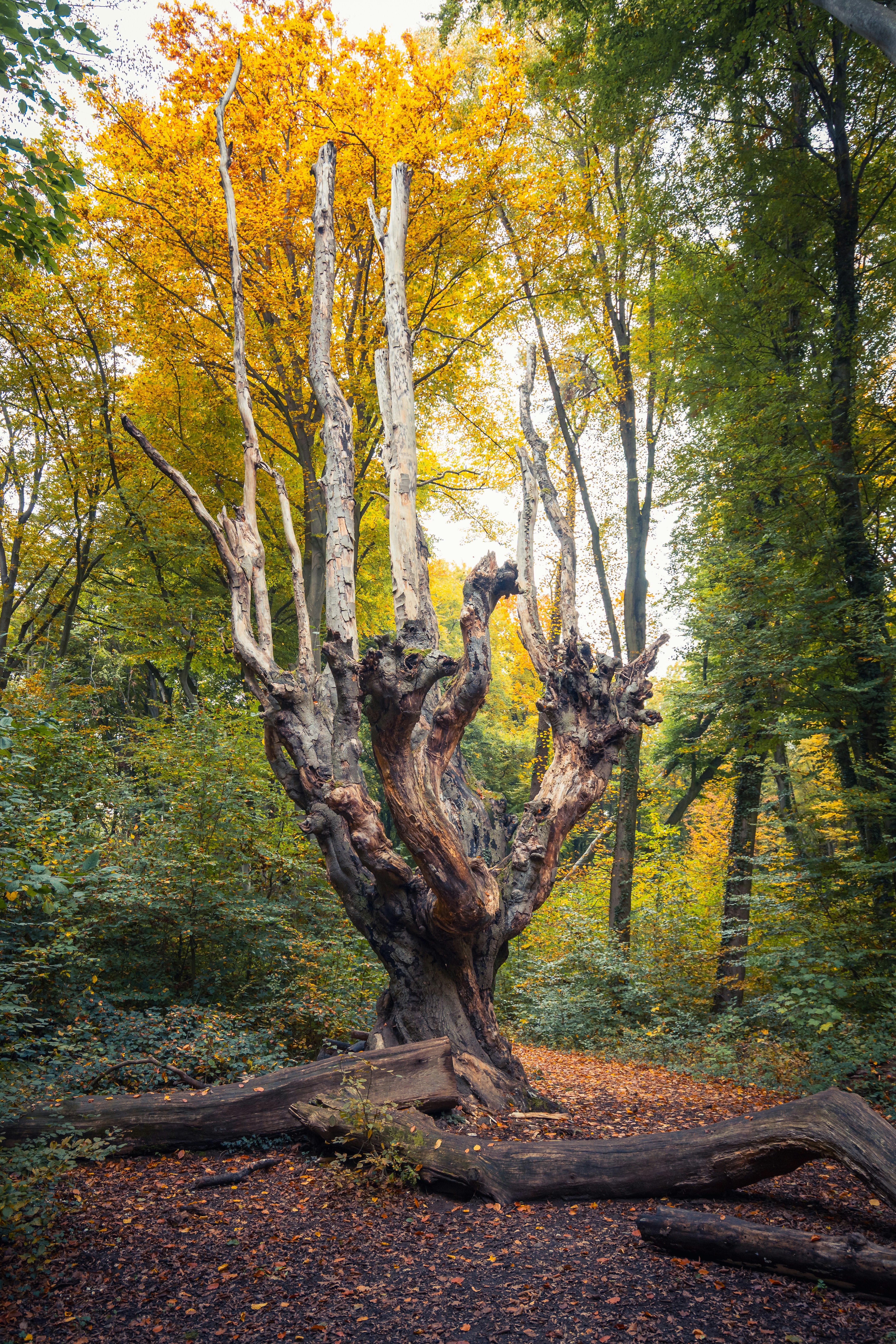 Gnarled ancient tree with yellow autumn leaves