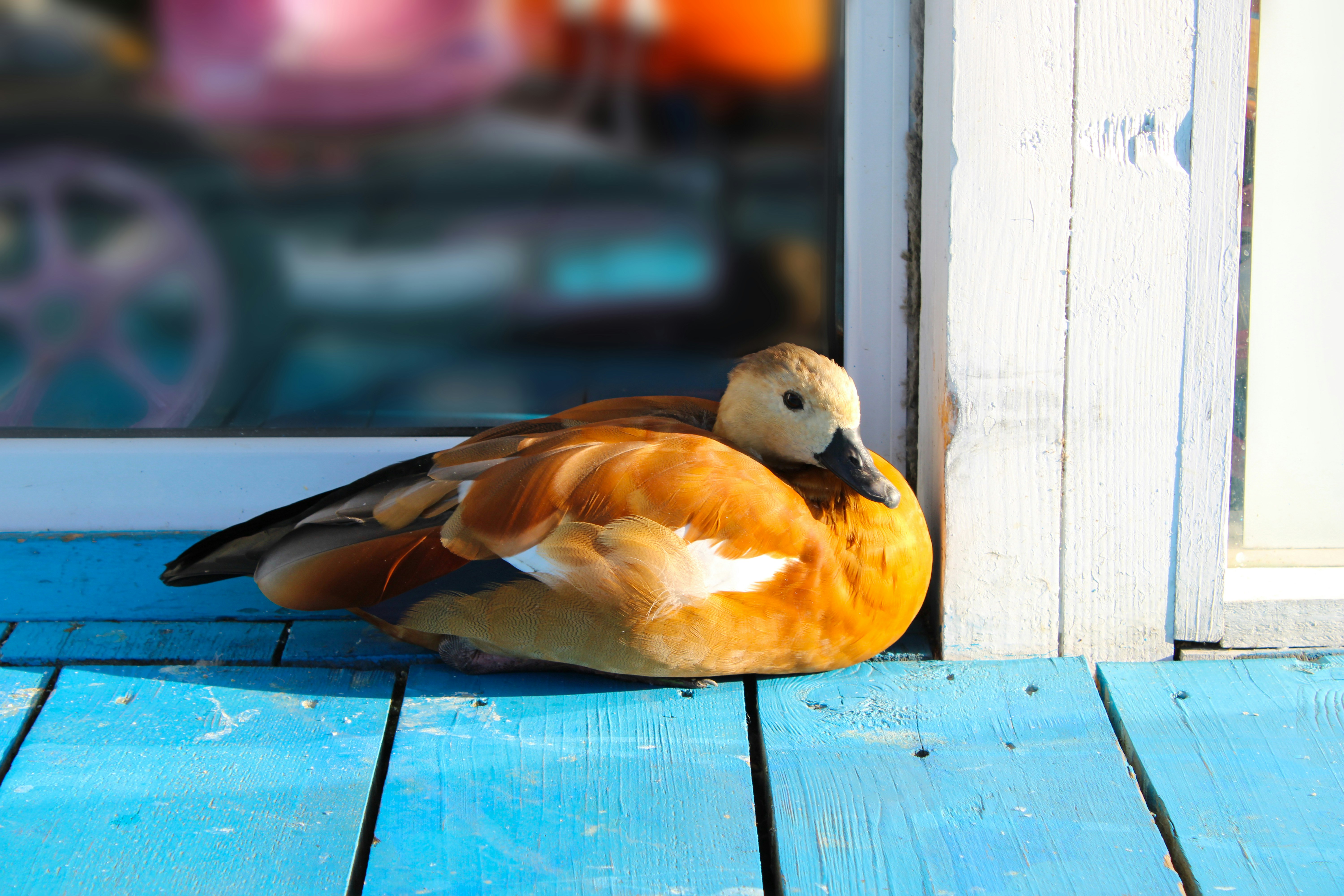 A ruddy shelduck rests on a blue wooden deck.