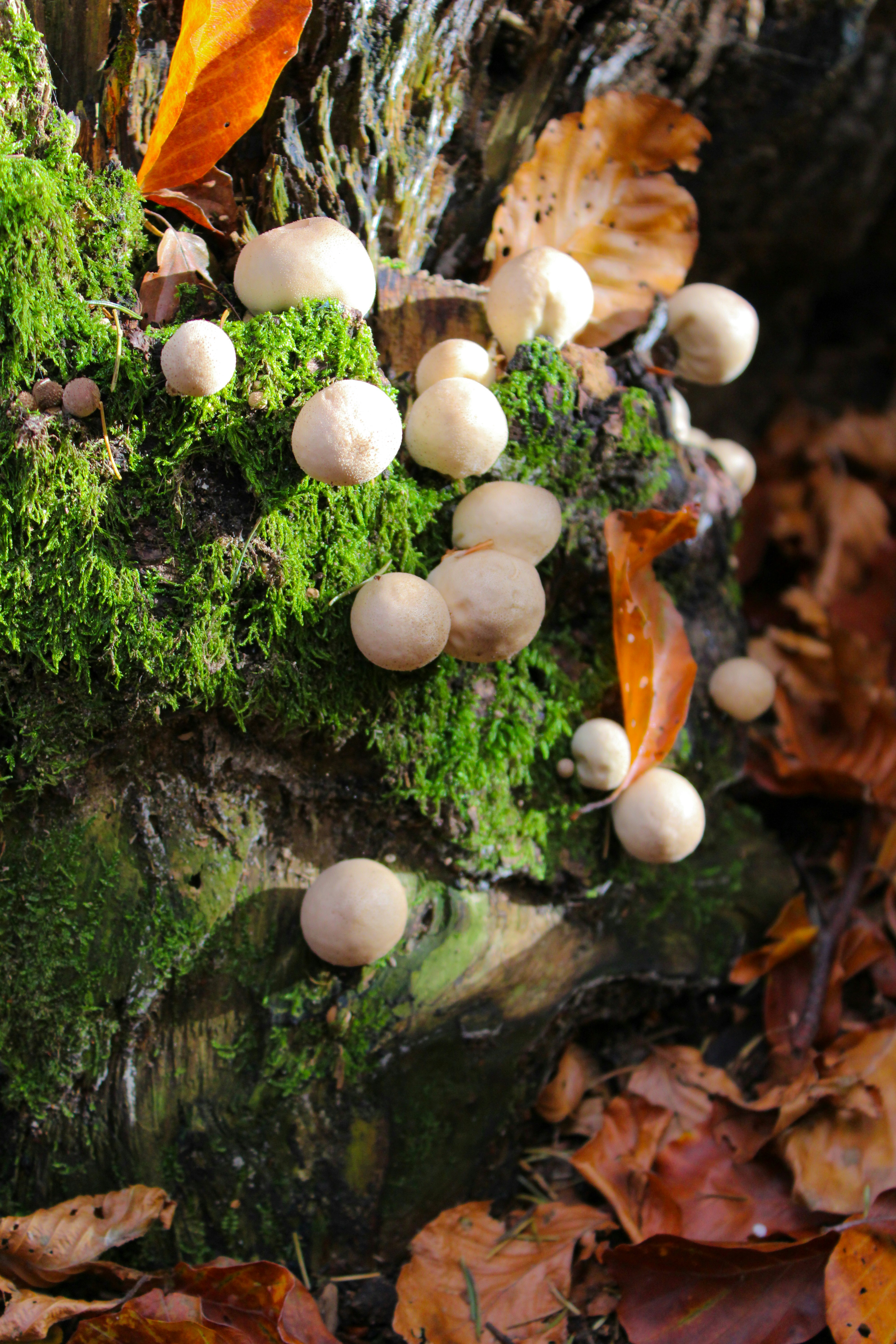 Nature's Hidden Gems: A Fungal Haven