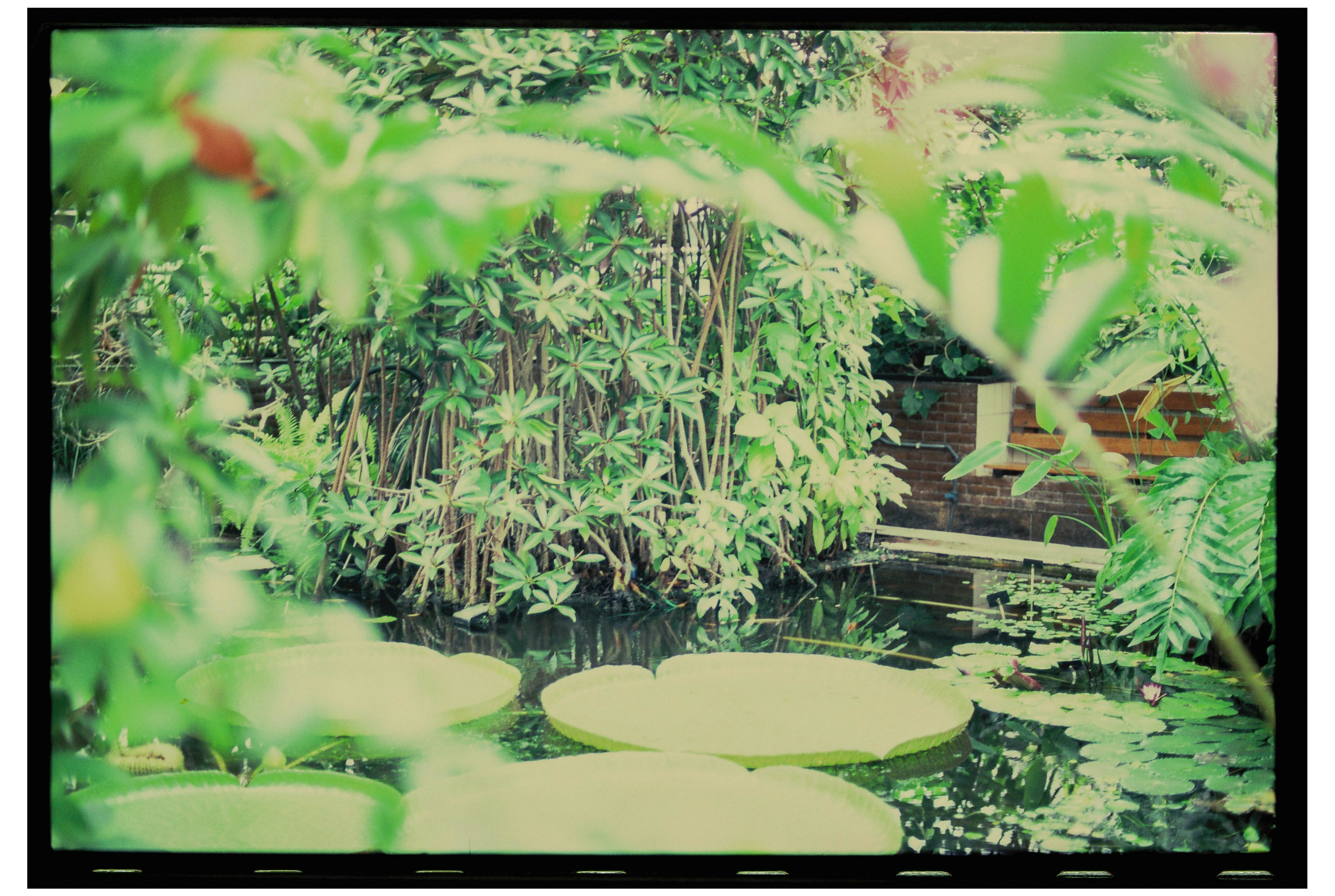 Serene Oasis: A Hidden Retreat