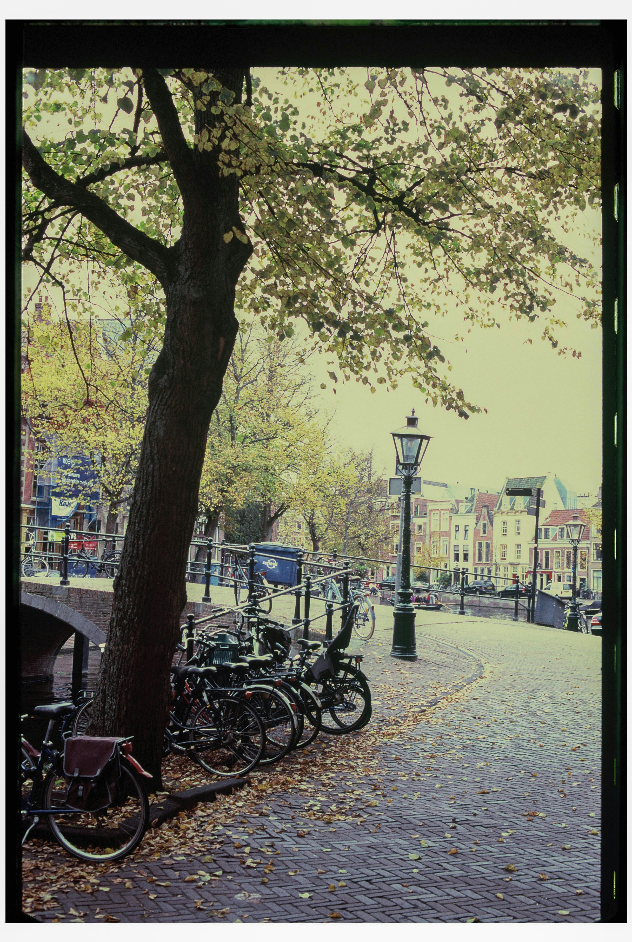 Beneath the Canopy: Bicycles, Lanterns, and a Dutch Canal