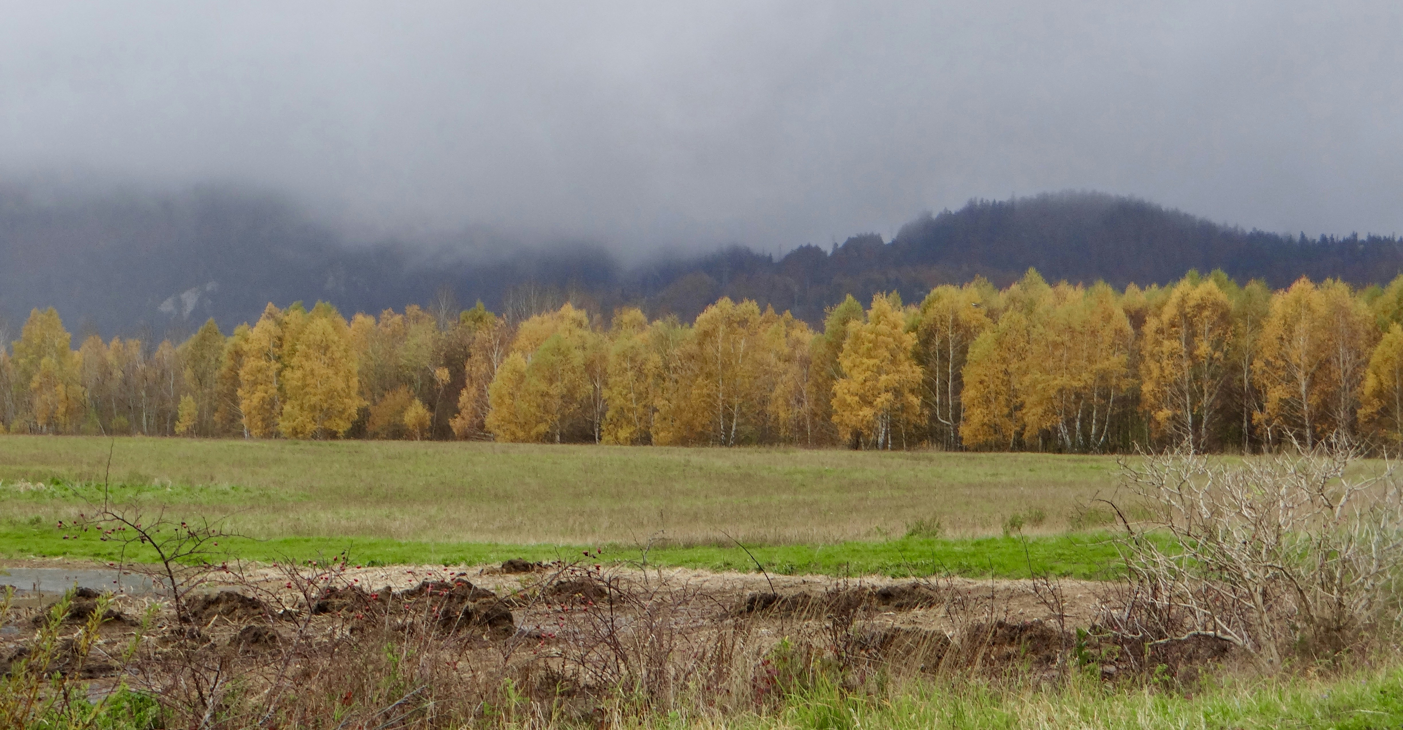 Whispers of Autumn in a Misty Landscape