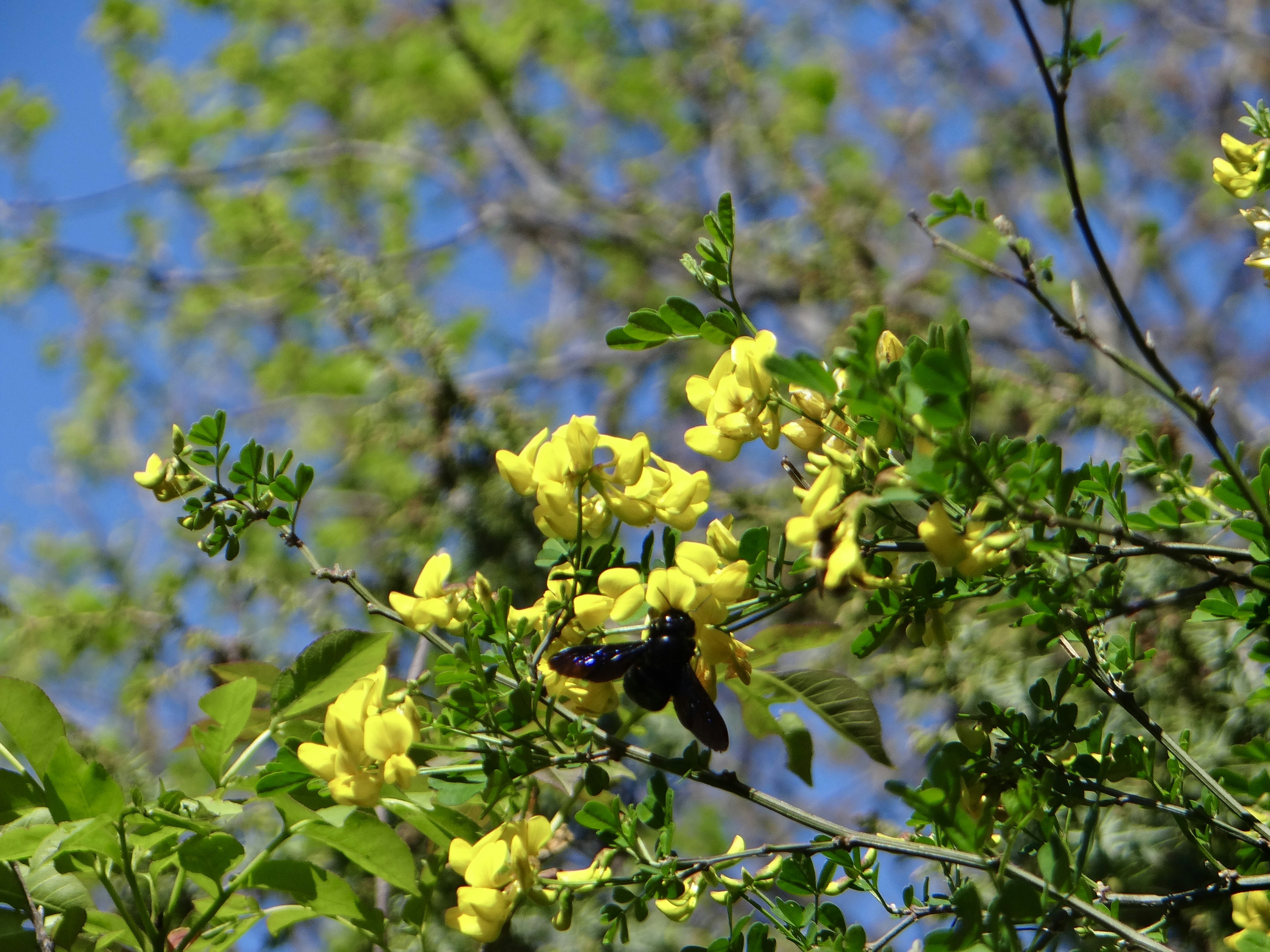 A carpenter bee at work in the spring. | A black bee pollinates yellow flowers under a blue sky.
