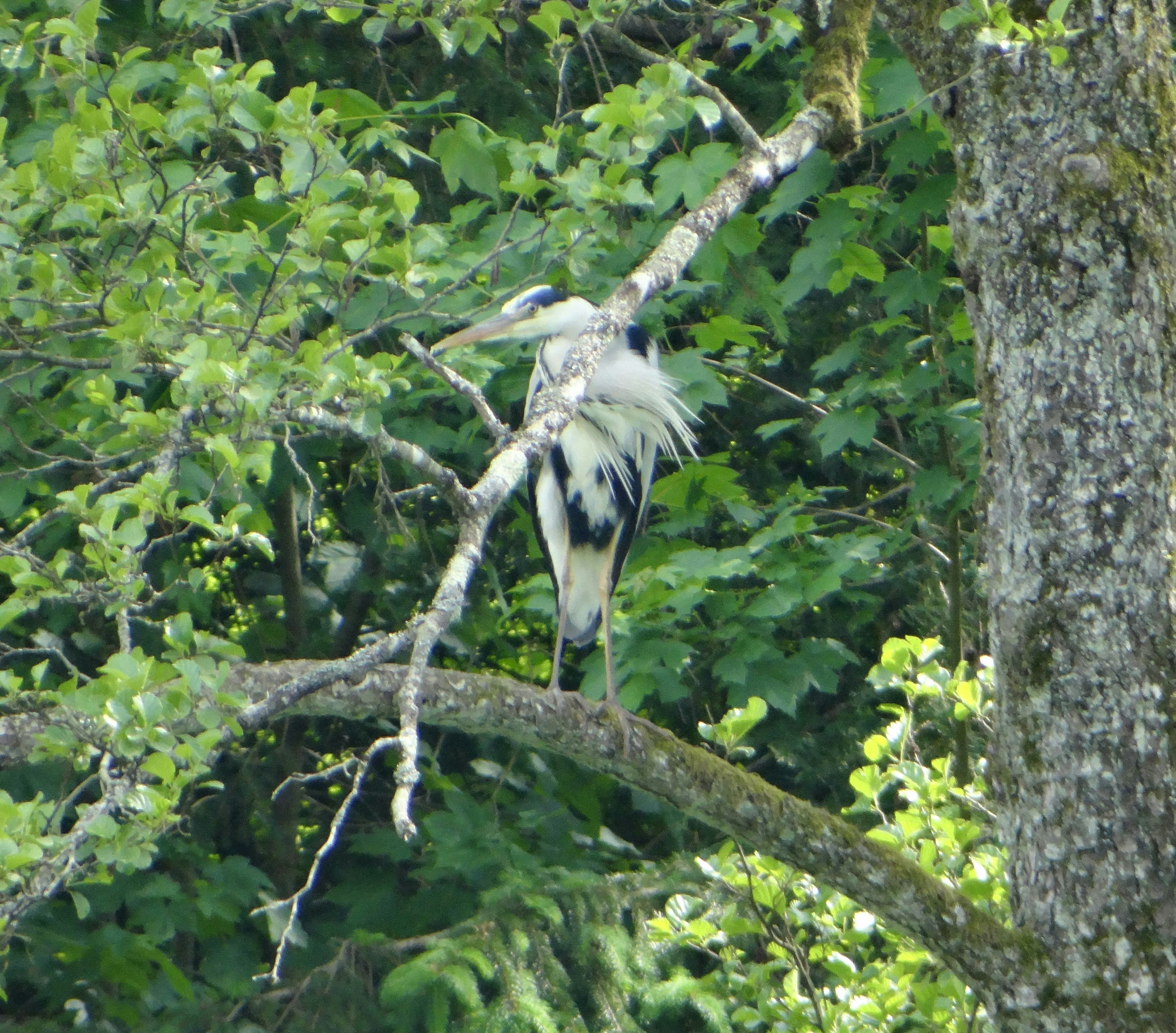I captured this grey heron from across the Dobra River. It almost seemed to be watching me.