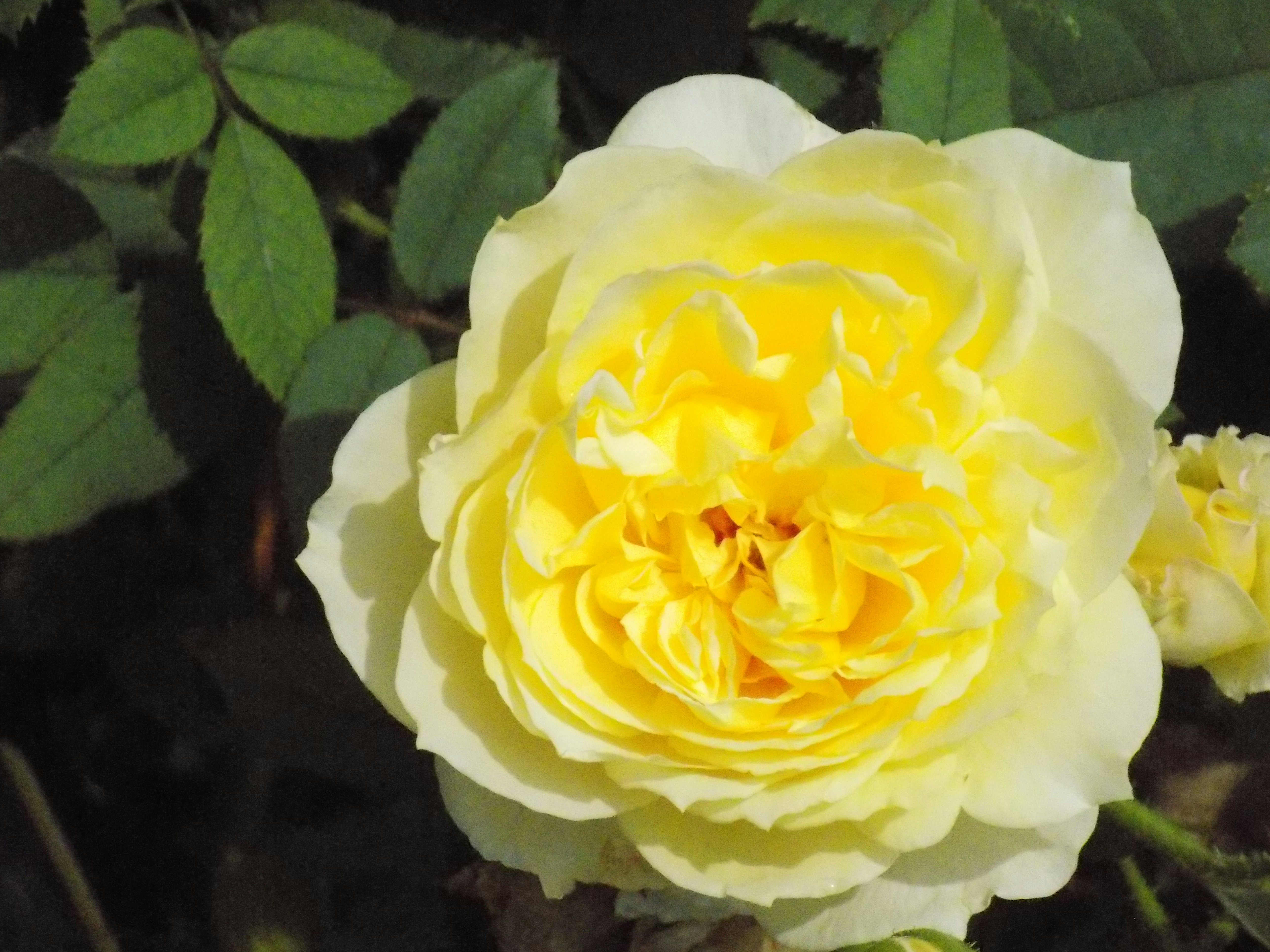 A close-up of a yellow rose in bloom.