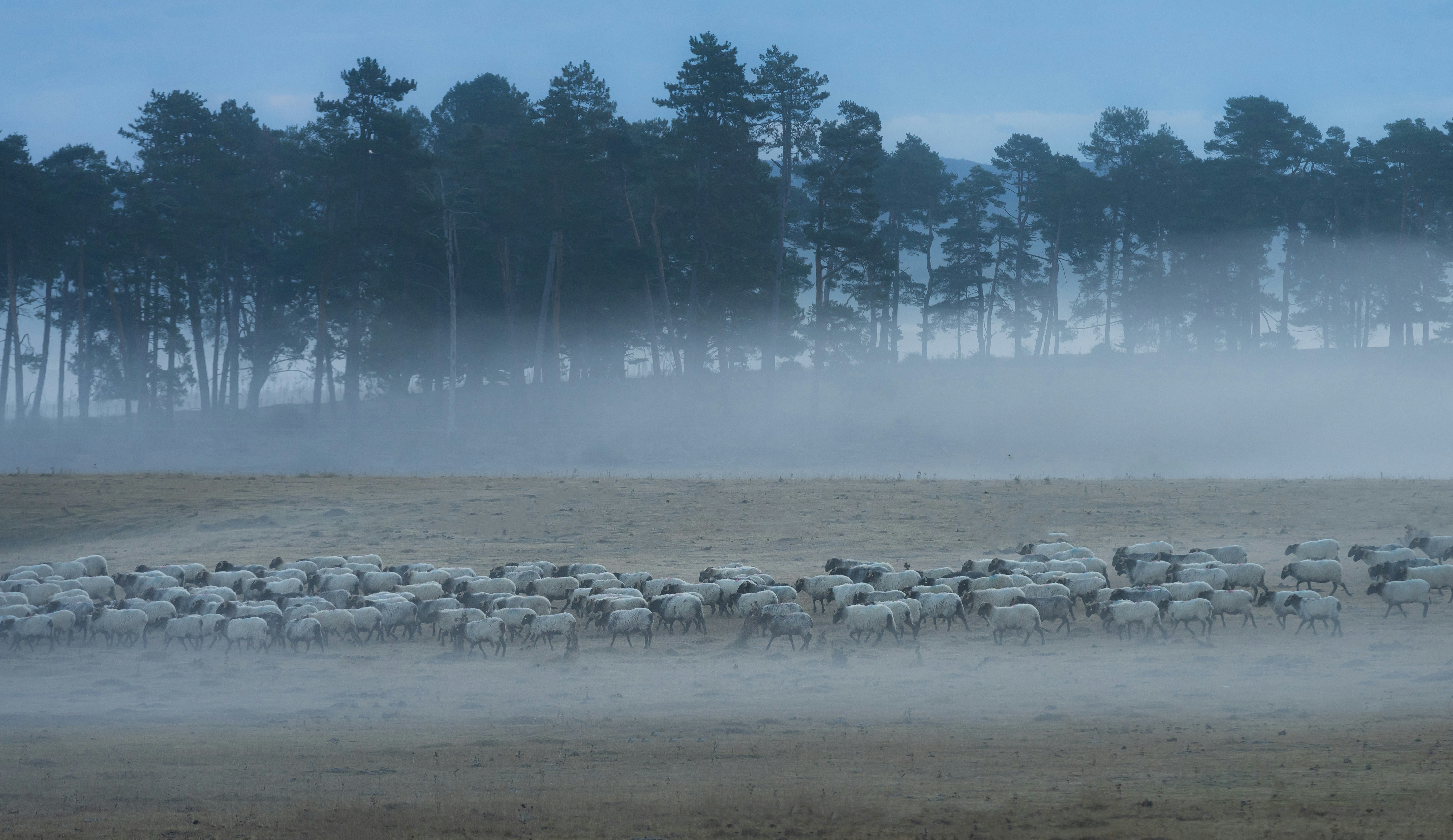 Whispers of the Misty Meadow