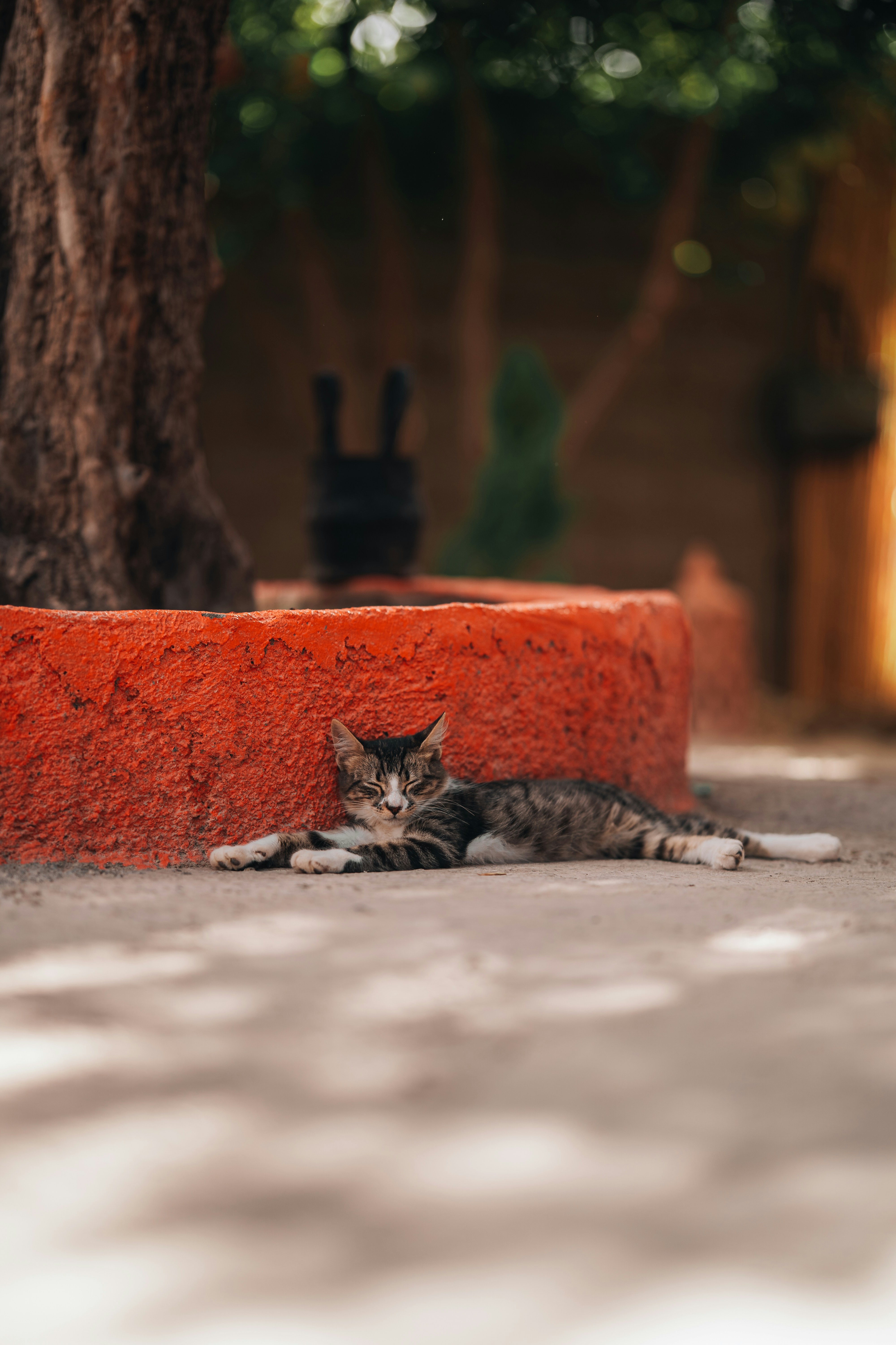 Tabby cat rests by a red wall outdoors.