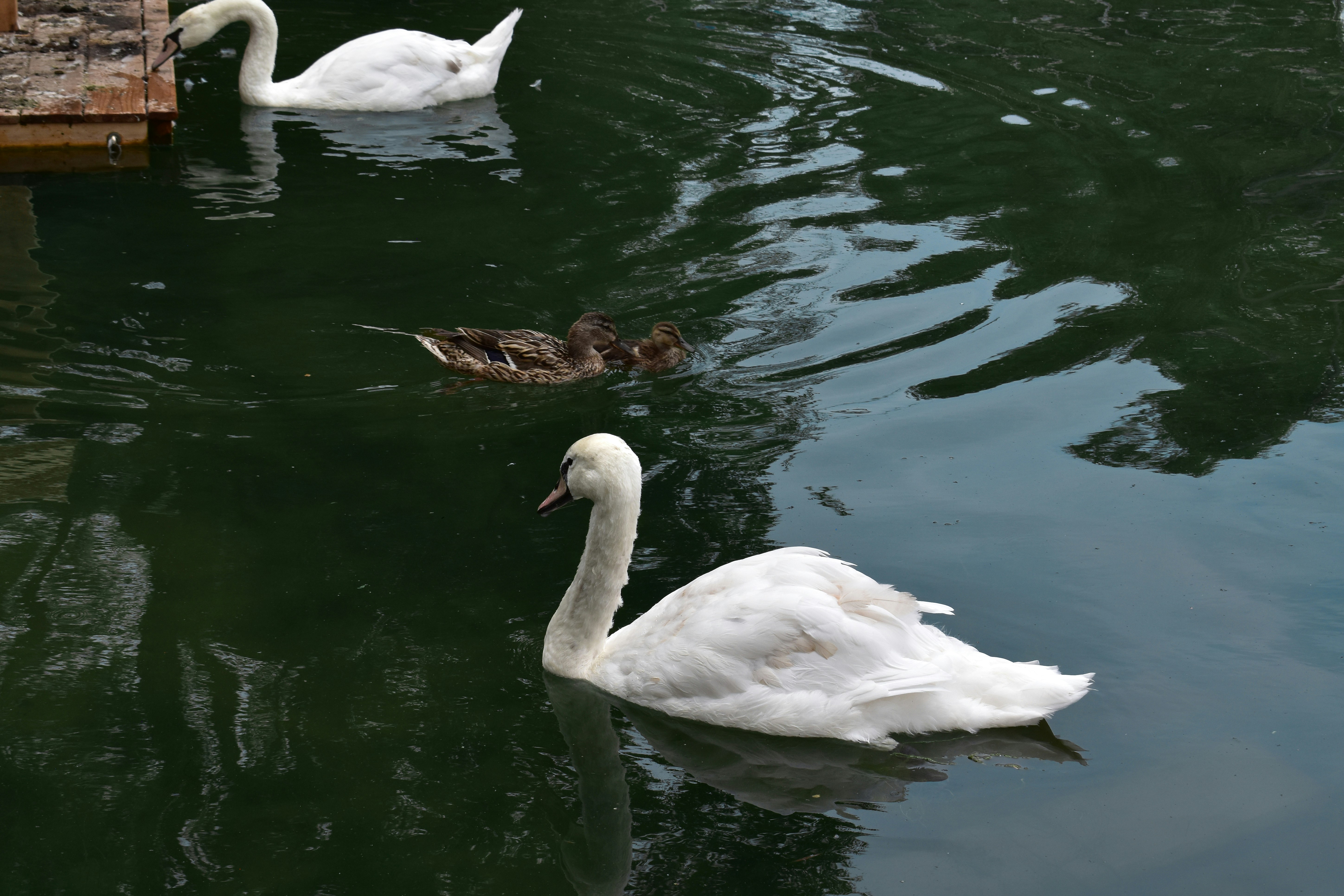 White swans and a brown duck in the river. | Two white swans and a duck swim in dark water.