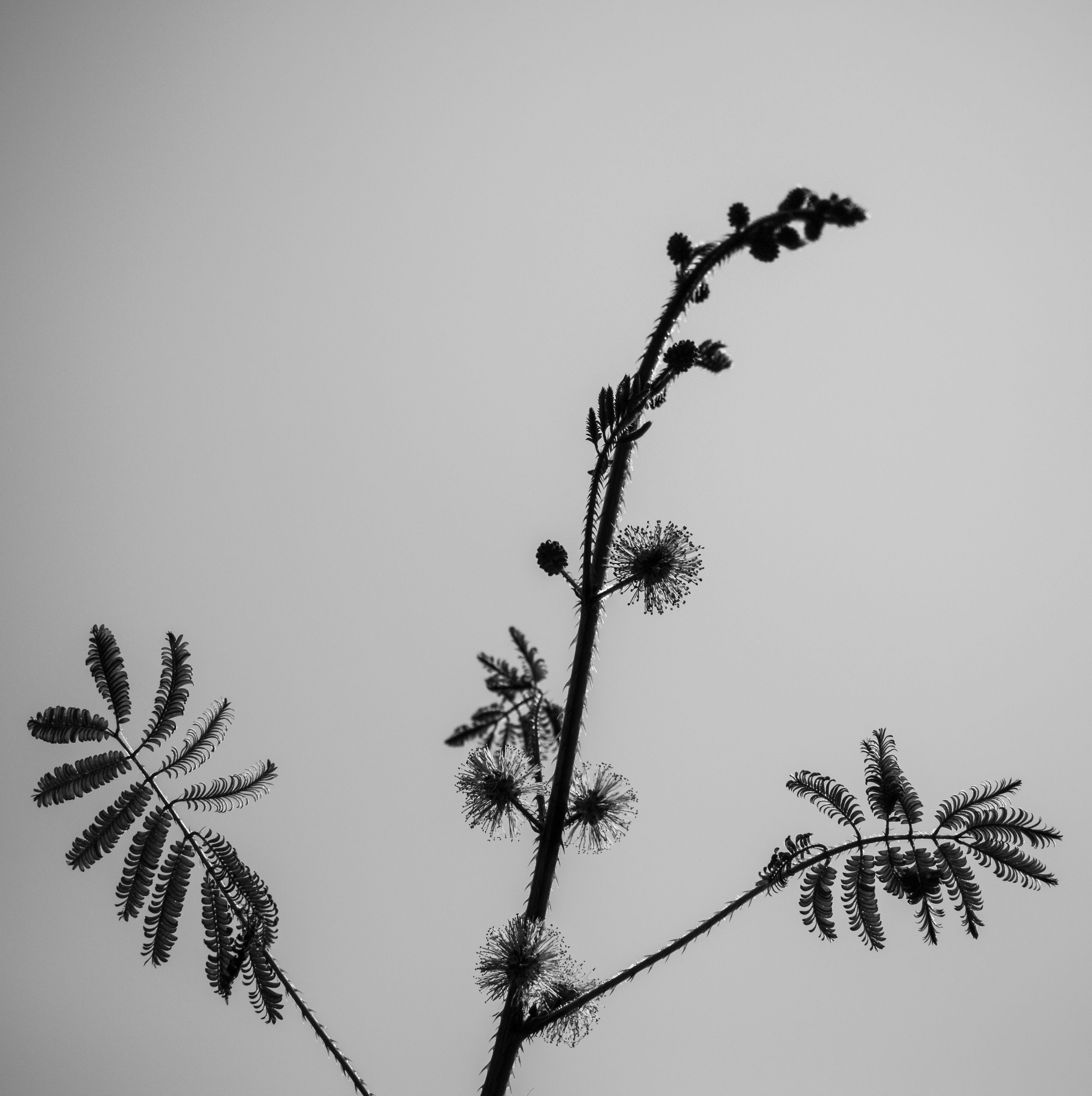 silhouette of a plant in black and white | Silhouette of a delicate plant with feathery leaves.