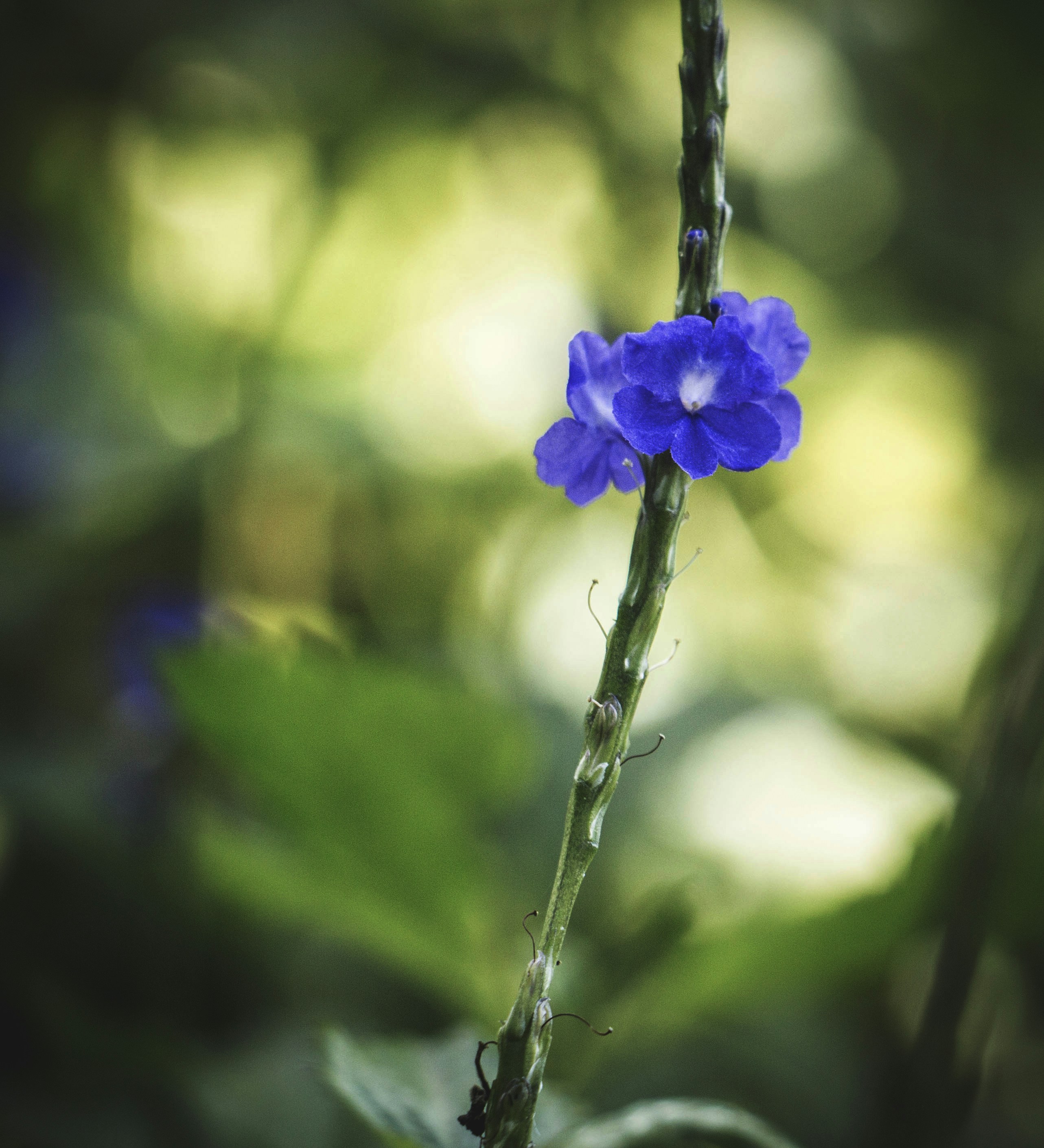 small purple flowers on a stem | A single stalk with small purple flowers.