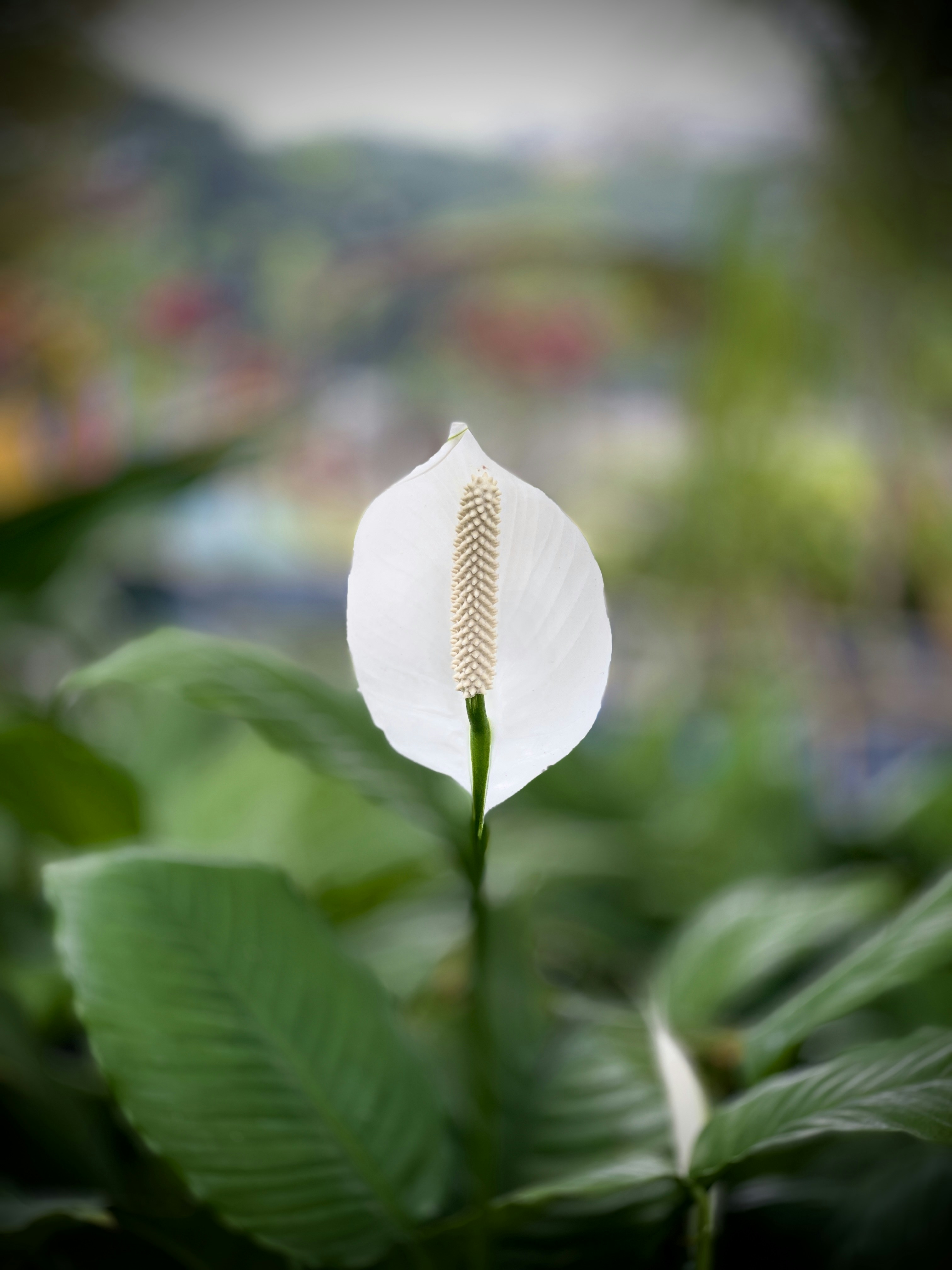 Elegance in Bloom: The Peace Lily's Whisper