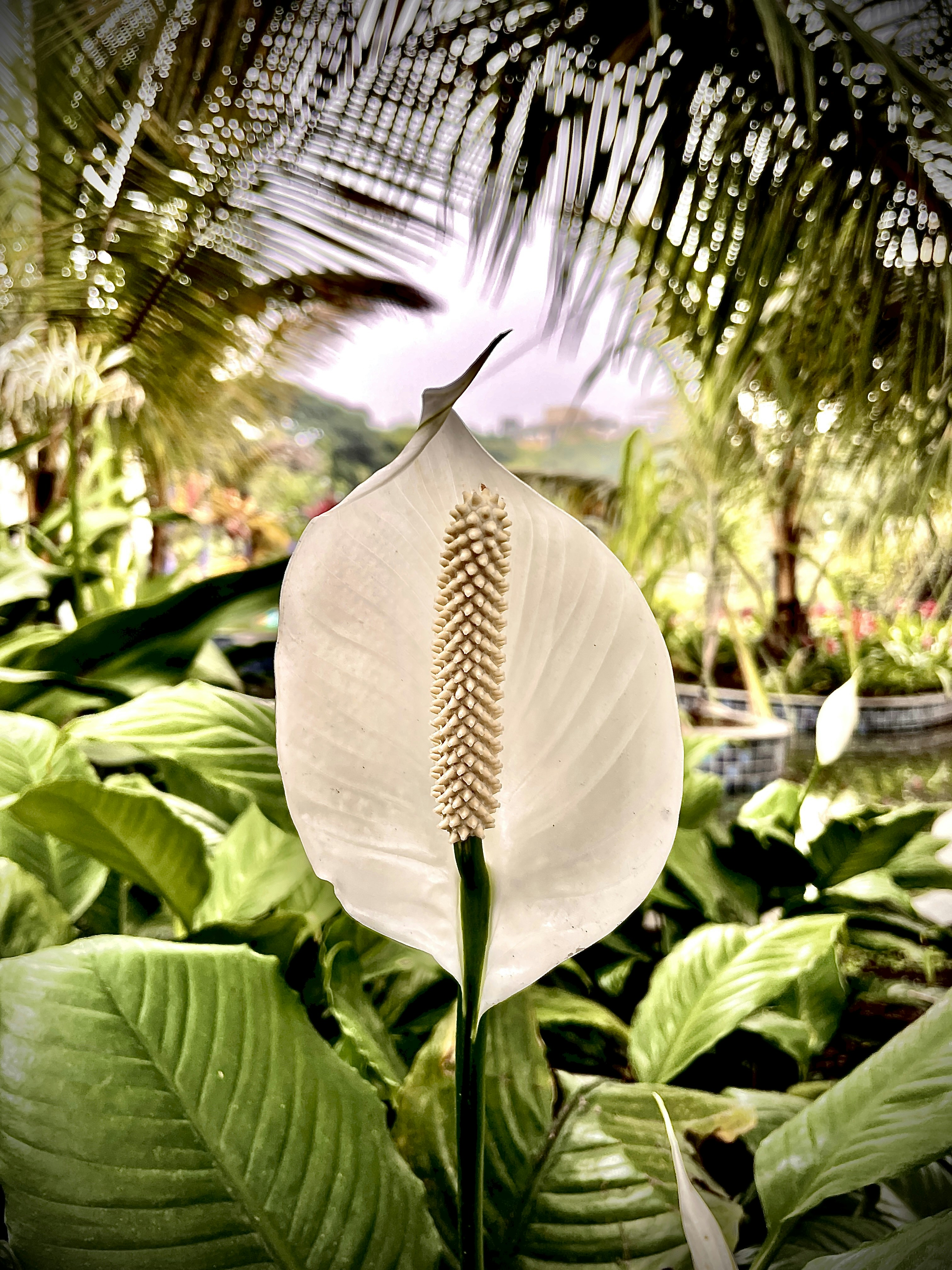 Elegance in Bloom: The Peace Lily's Whisper