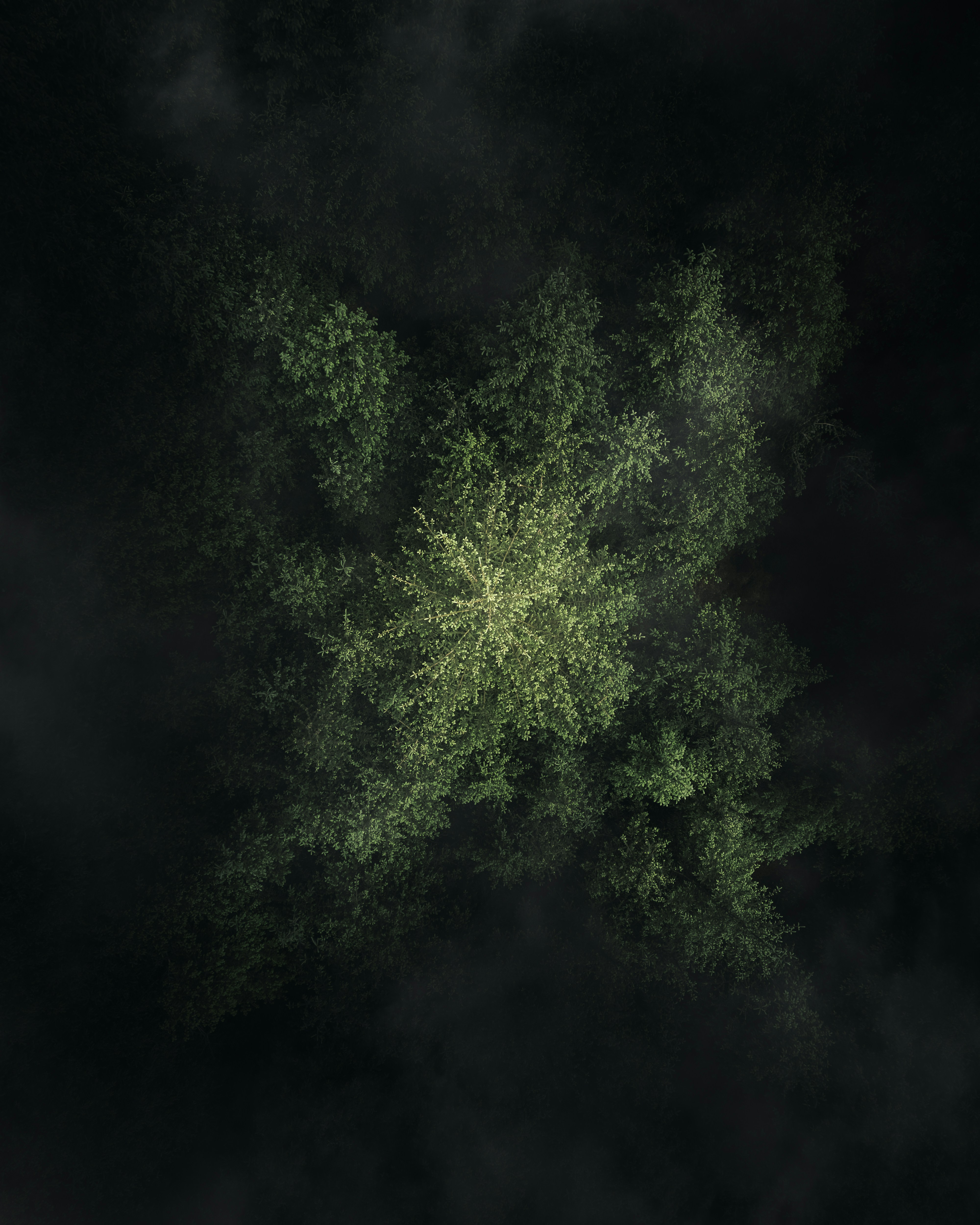 Emerald Canopy: A Hidden Oasis