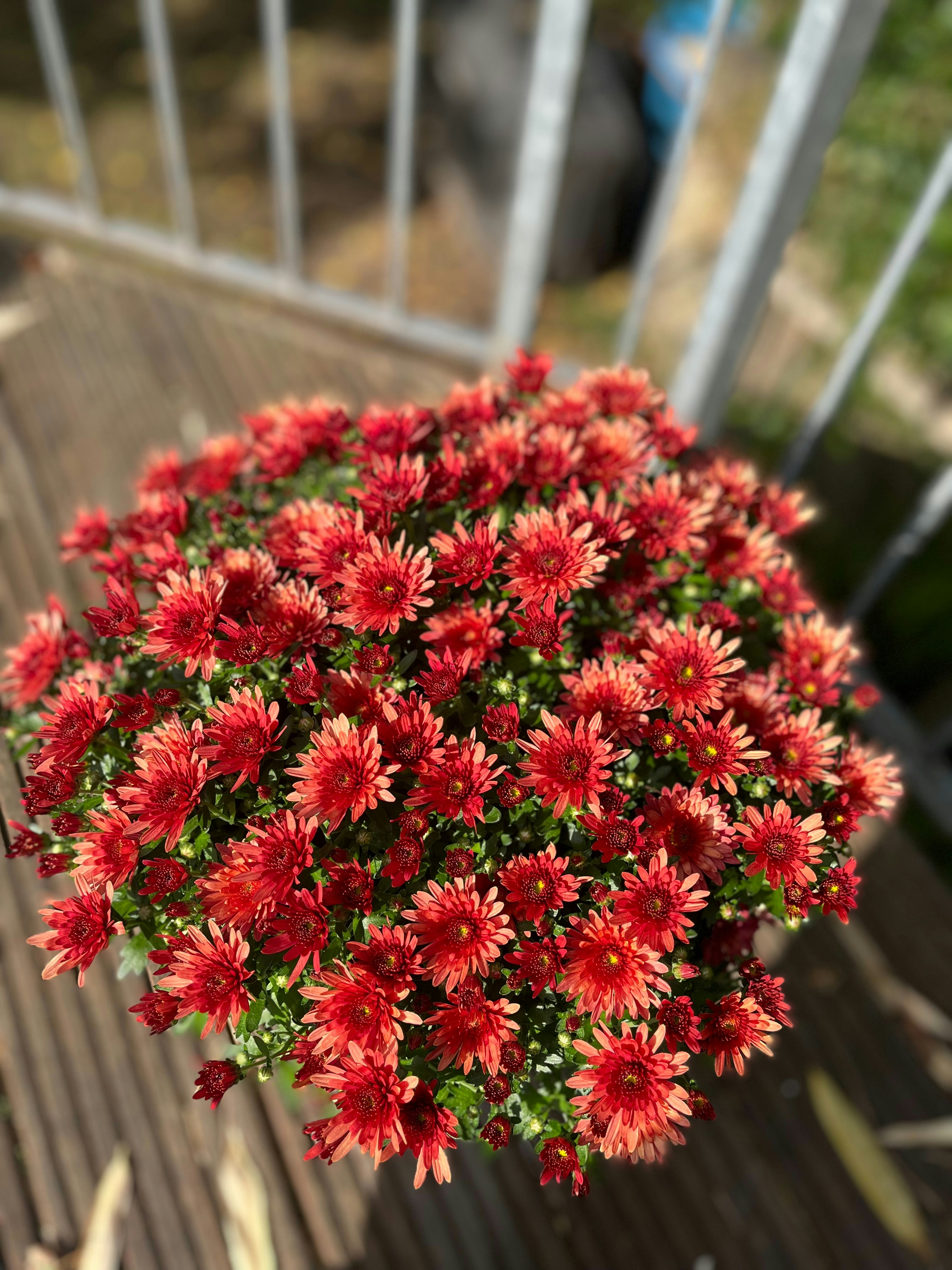 Vibrant Autumn Blooms in a Rustic Setting