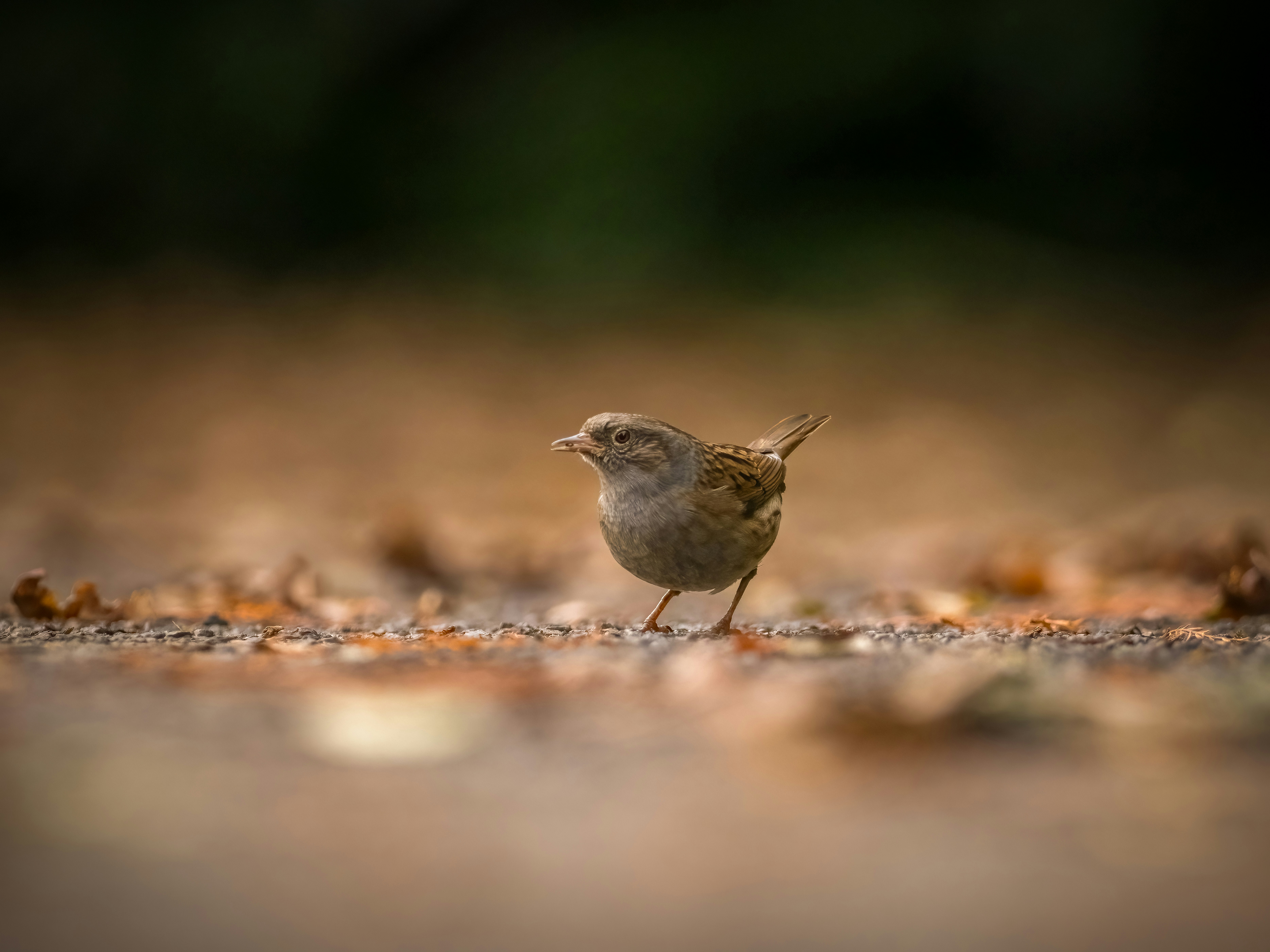 A small brown bird stands on the ground.