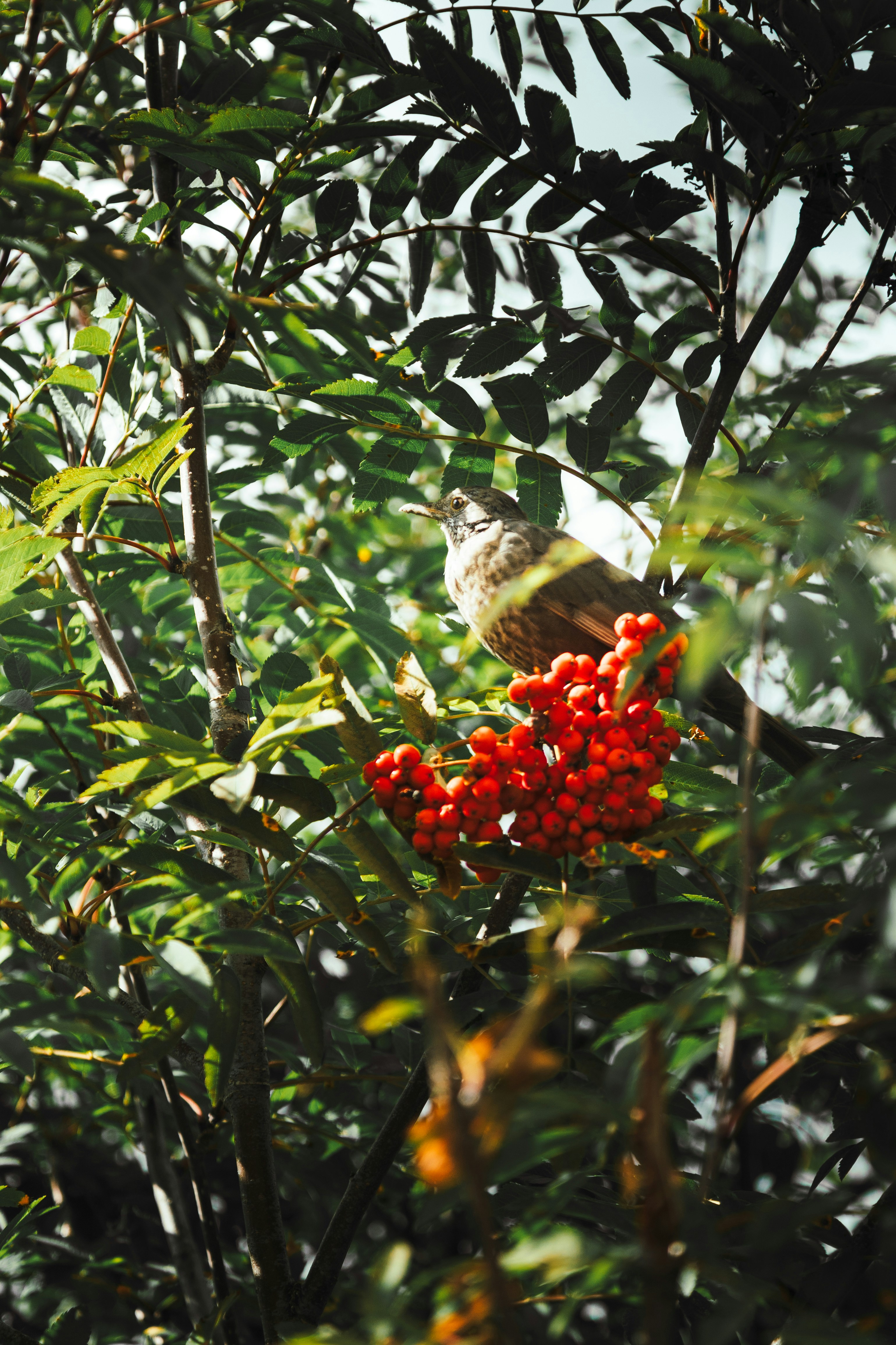 Nature's Feast: A Bird's Delight