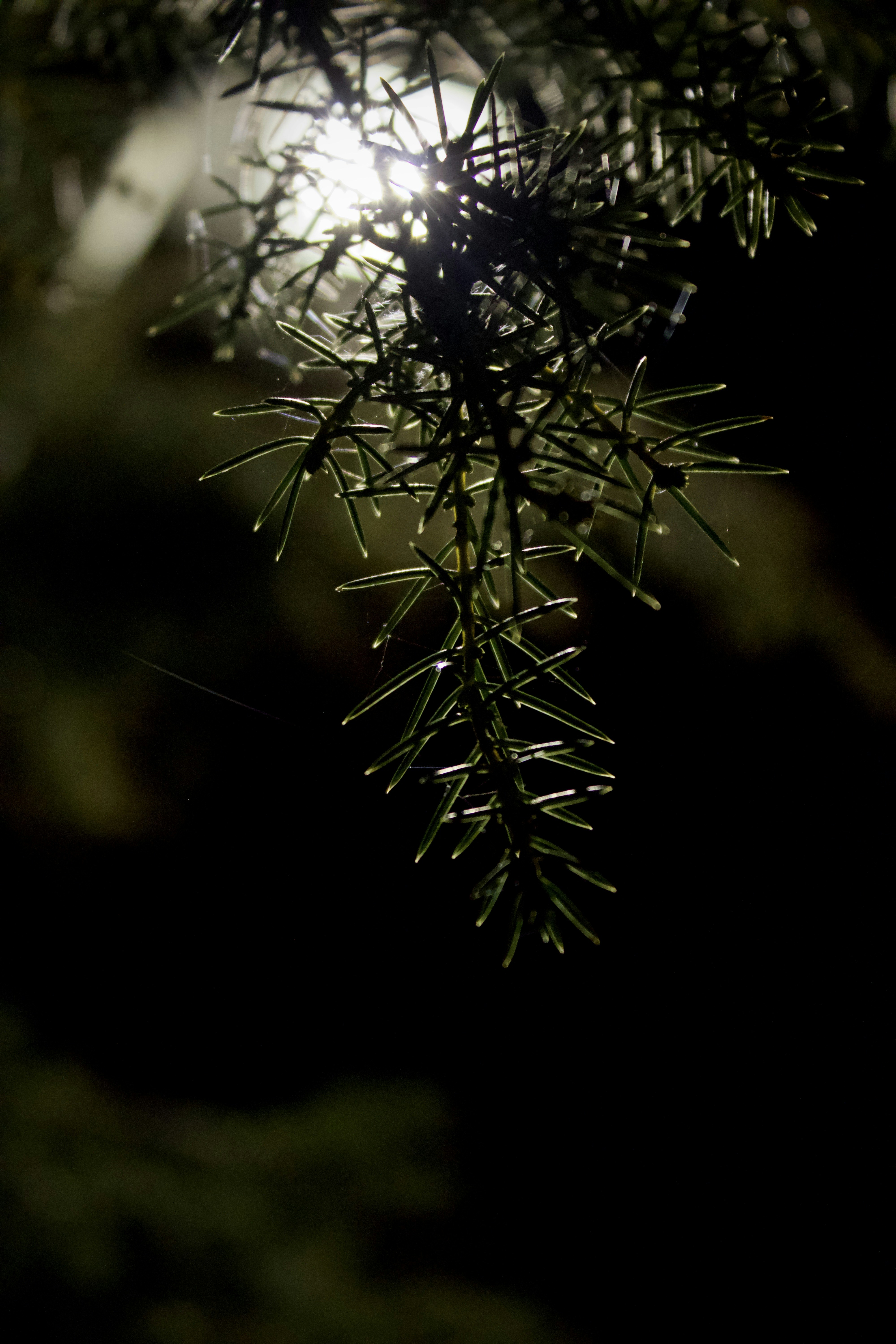 Sunlight shines through a pine branch at night