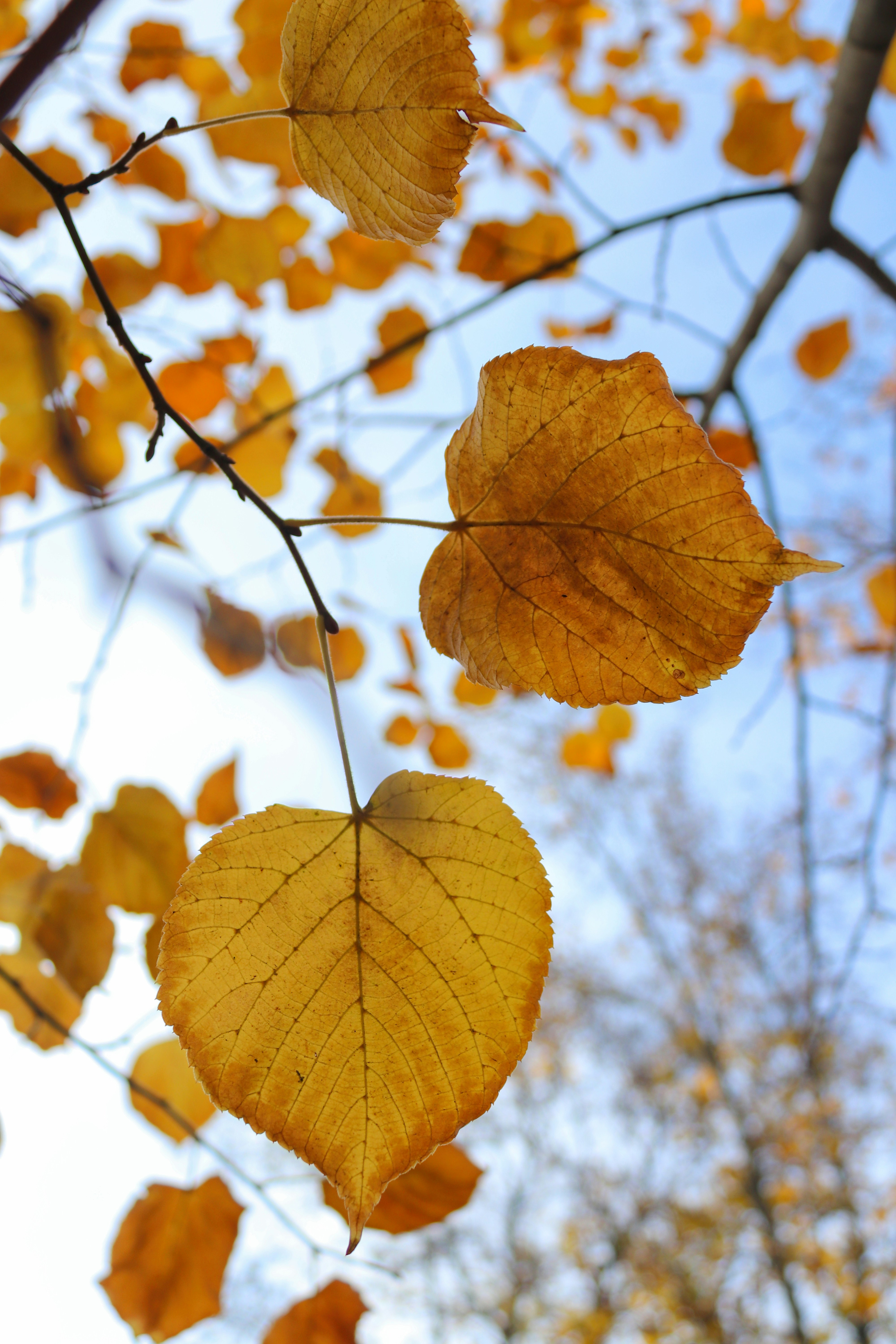 Vibrant golden leaves hanging gracefully against a bright sky, capturing the essence of autumn's transition.