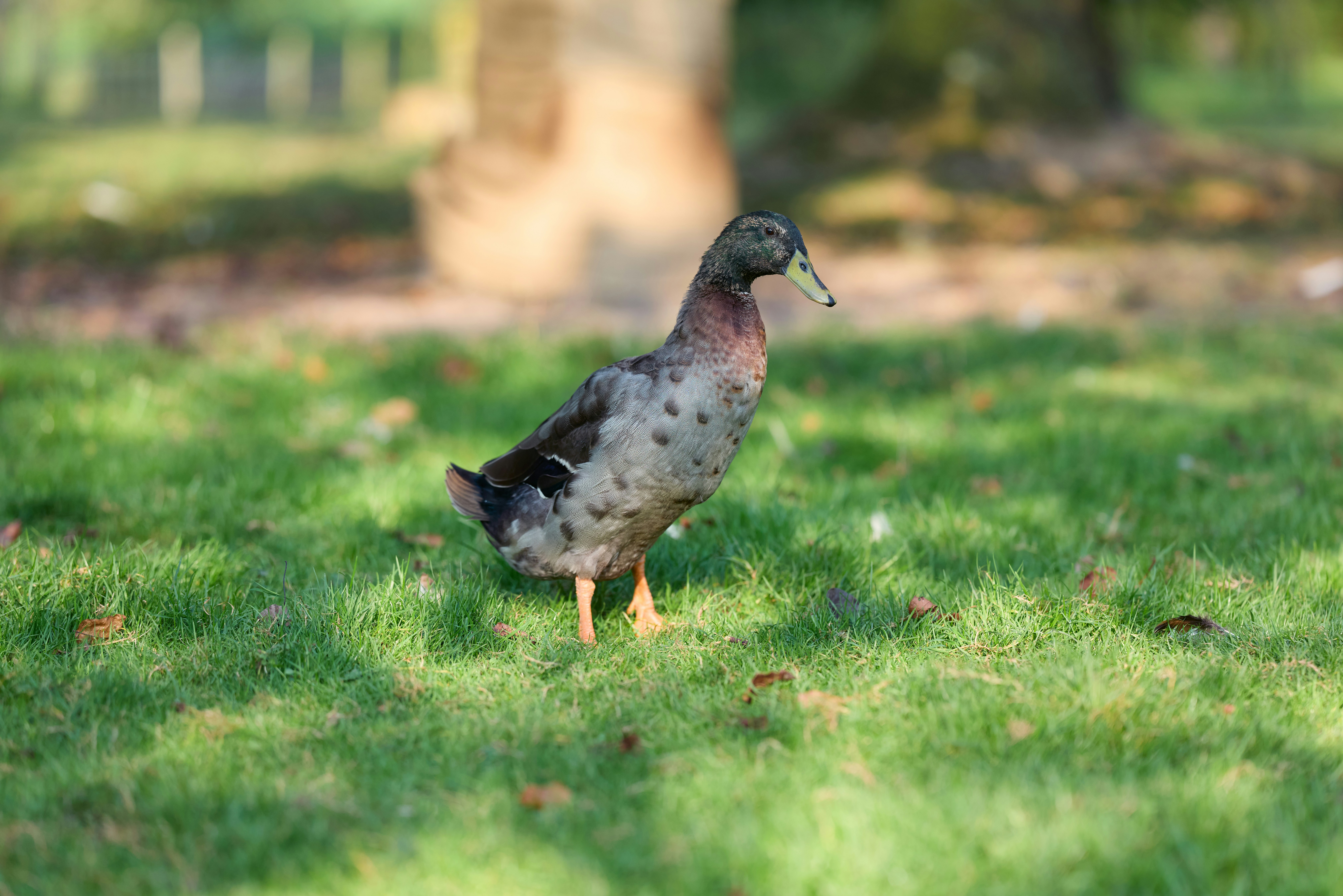 A striking duck stands on vibrant green grass, its iridescent head and patterned feathers catching the light in a serene outdoor setting. | A duck stands on a grassy lawn.