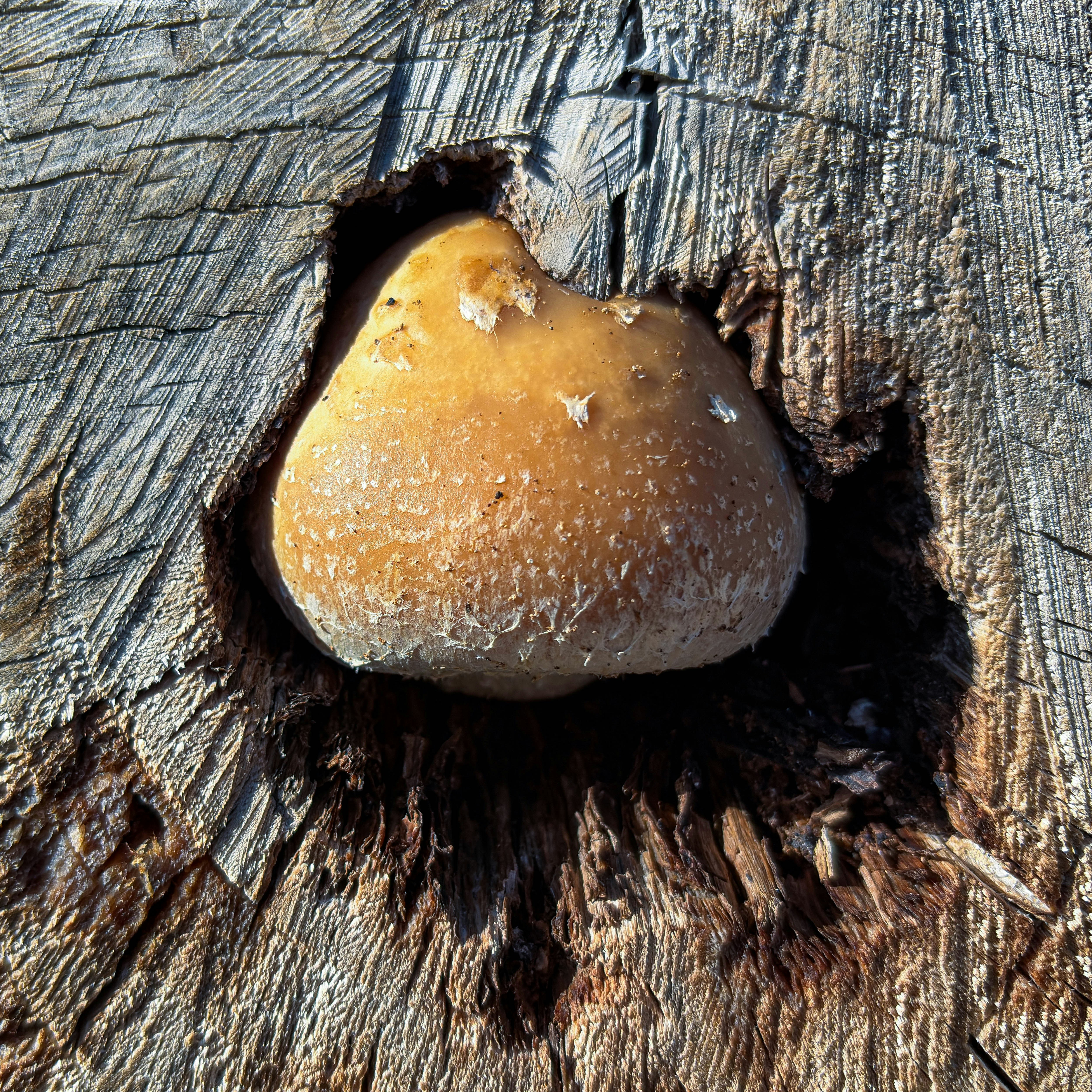A Gymnopilus junonius mushroom growing from the hollow of an old tree stump, perfectly shaped by the wood cavity in a natural sculptural form. | A mushroom growing from a weathered tree stump.