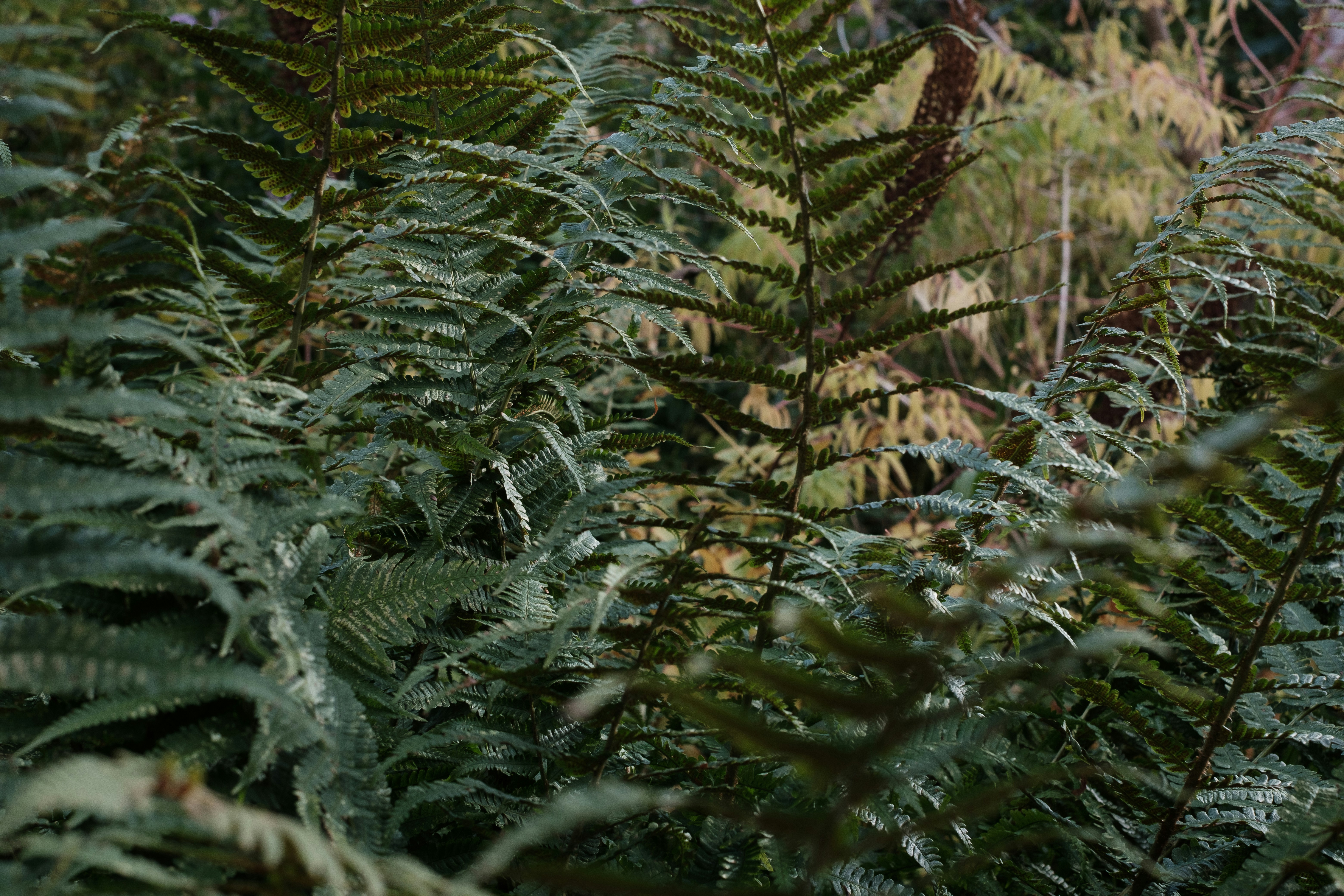Whispers of the Forest: A Lush Green Tapestry