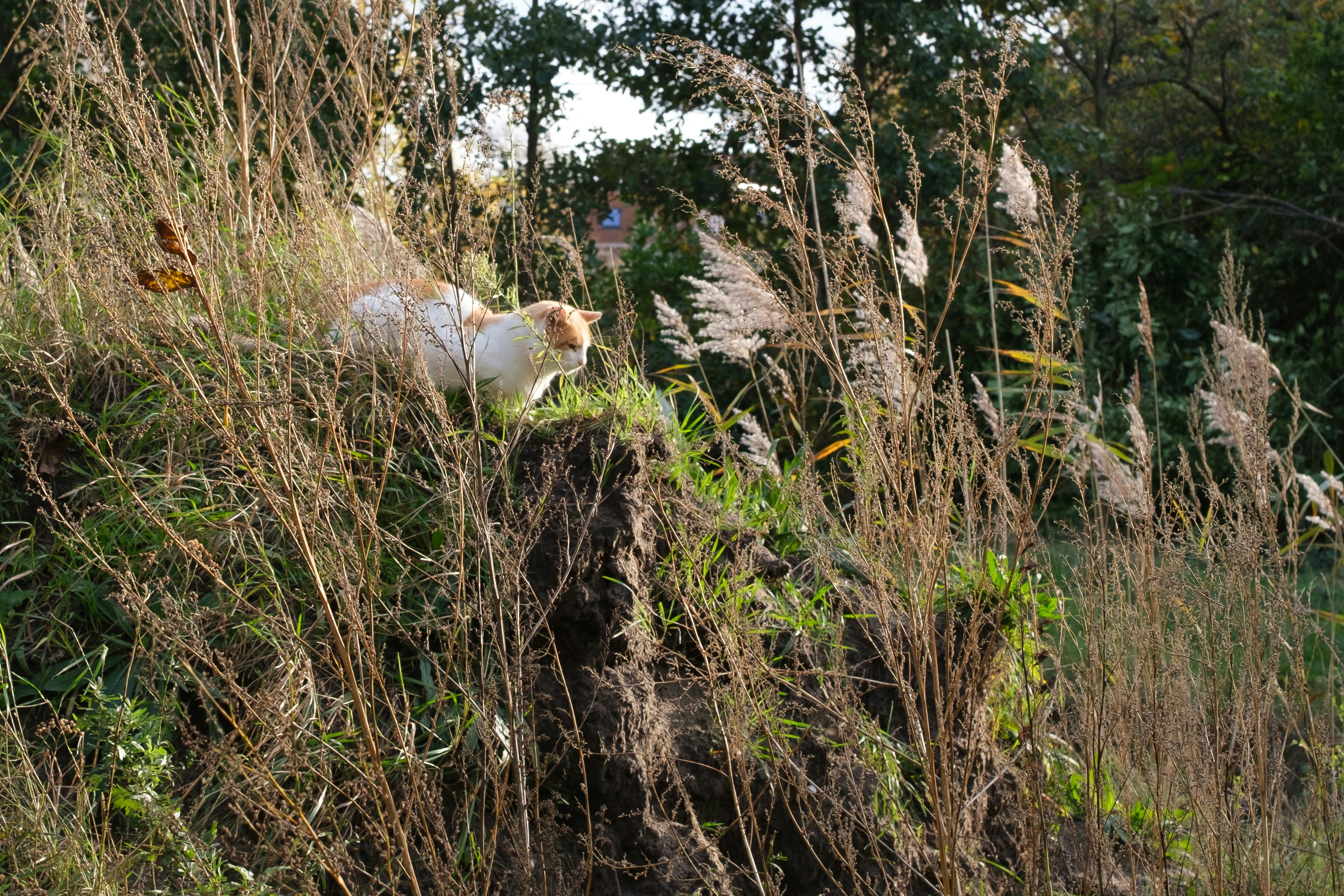 A cat peeking through tall dry grass on a slope.