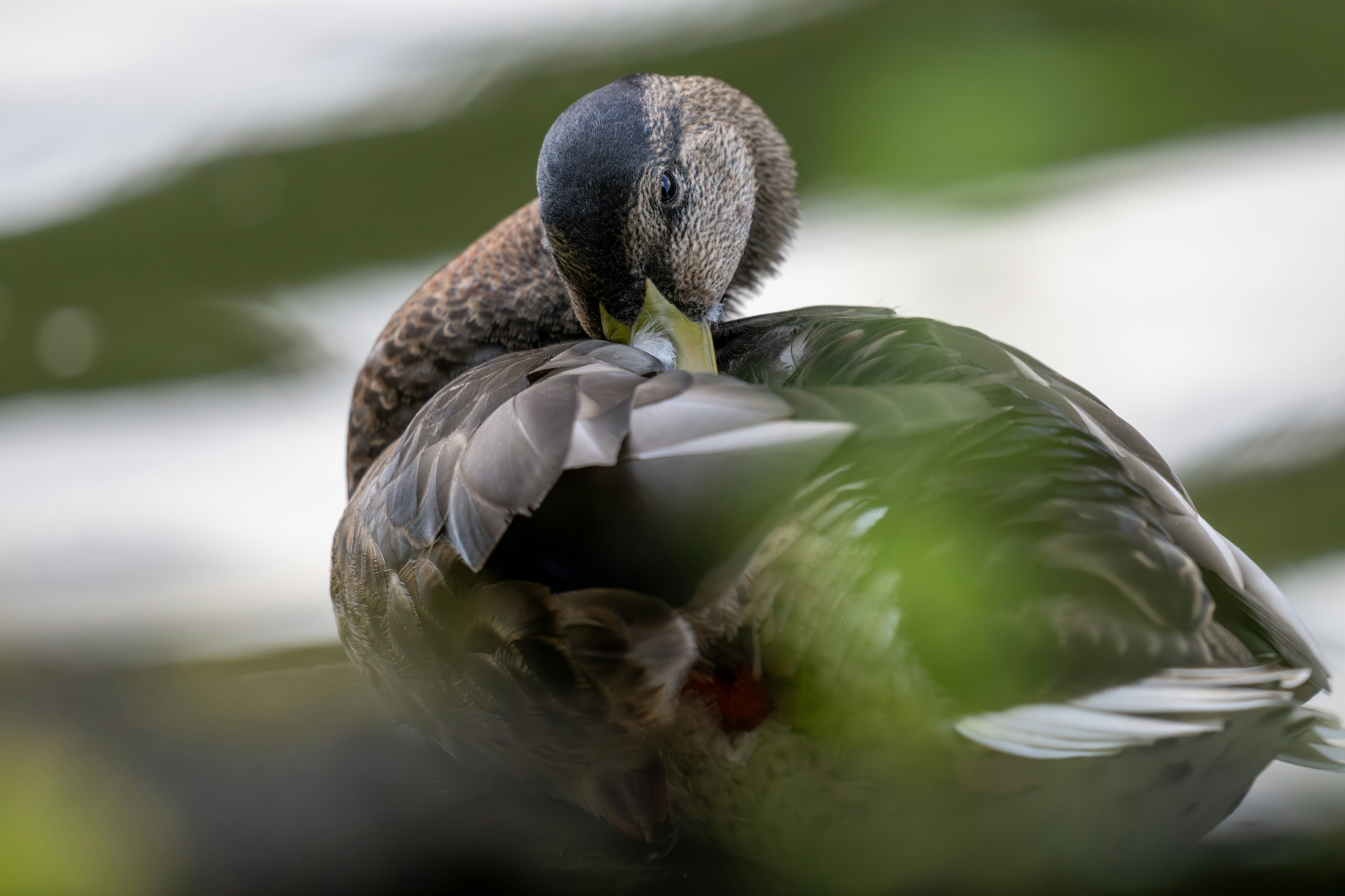 Photo by Andrey Strizhkov with Nikon Z8