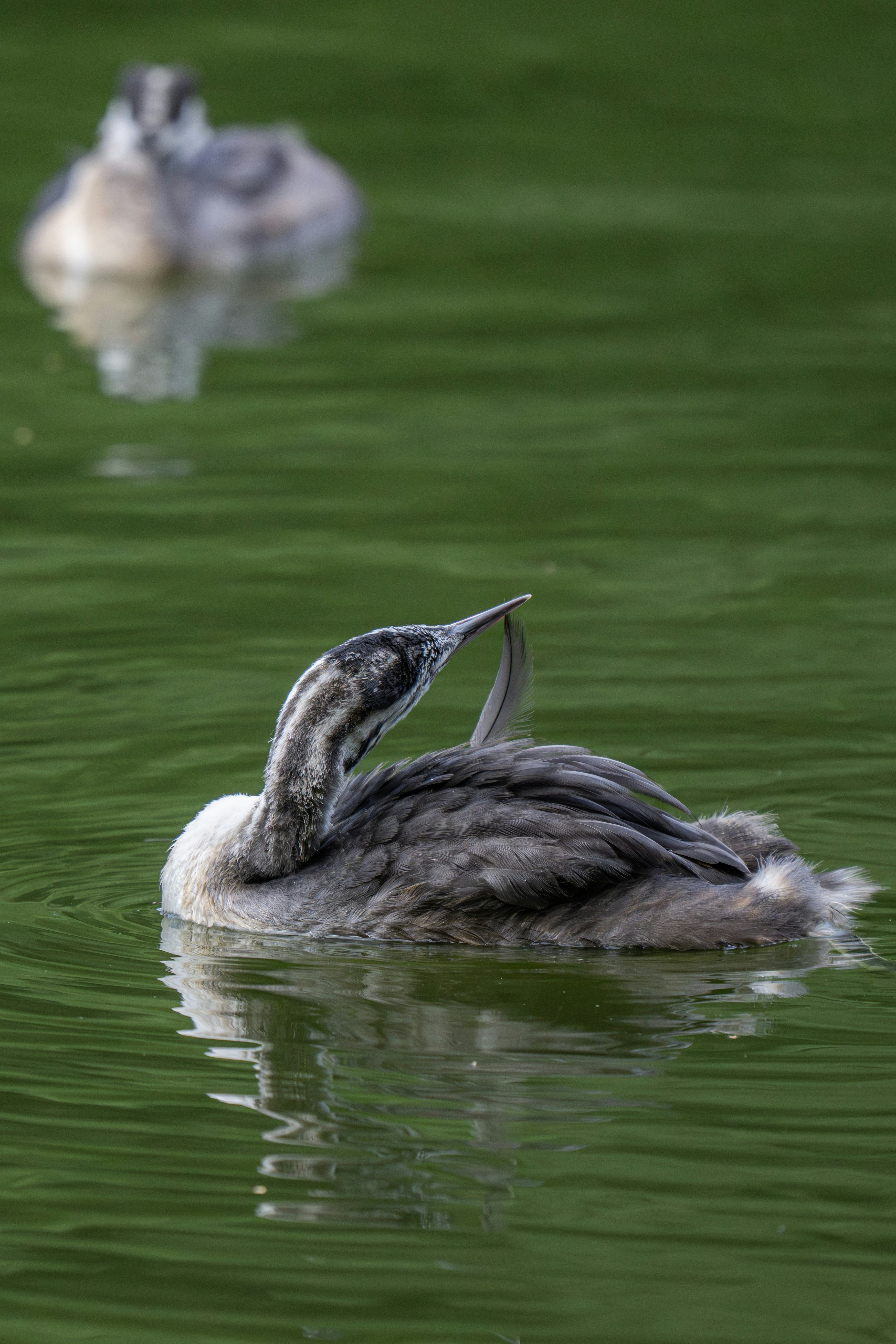 A water bird preening its feathers on a serene green lake, with another bird softly blurred in the background. 