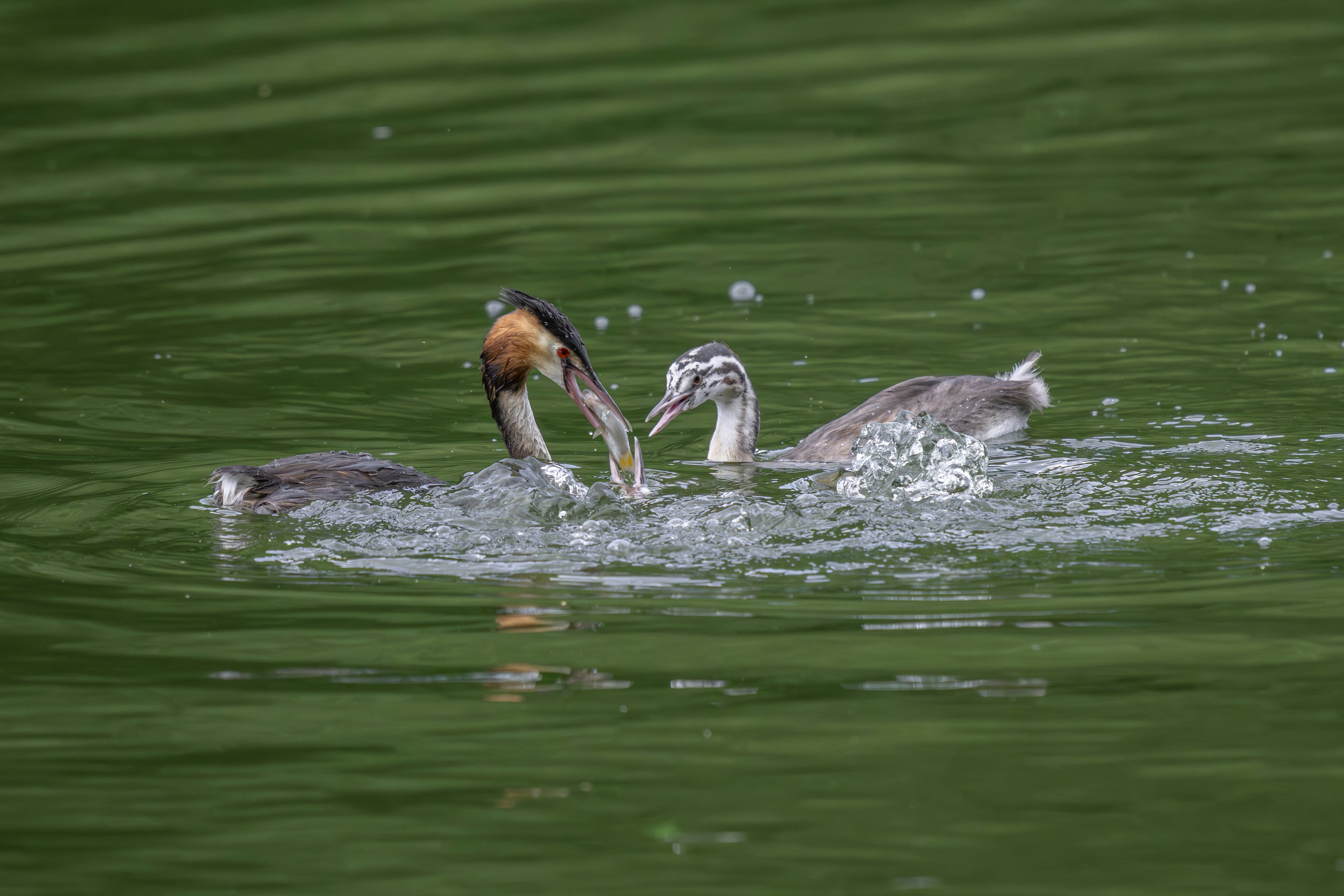 Two grebes interact playfully in a shimmering green pond, showcasing their aquatic grace and vibrant plumage.