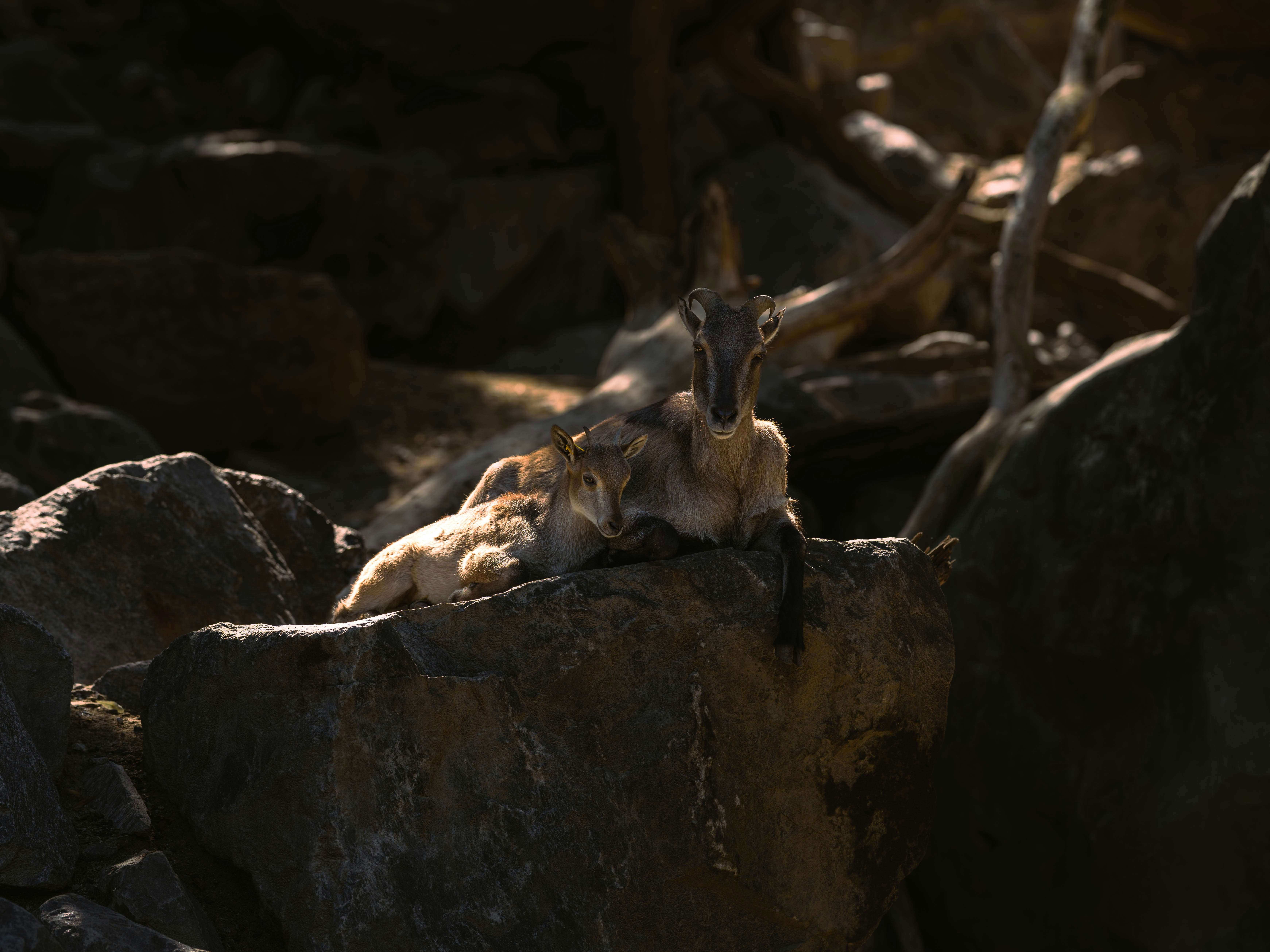Two goats resting on rocks in sunlight