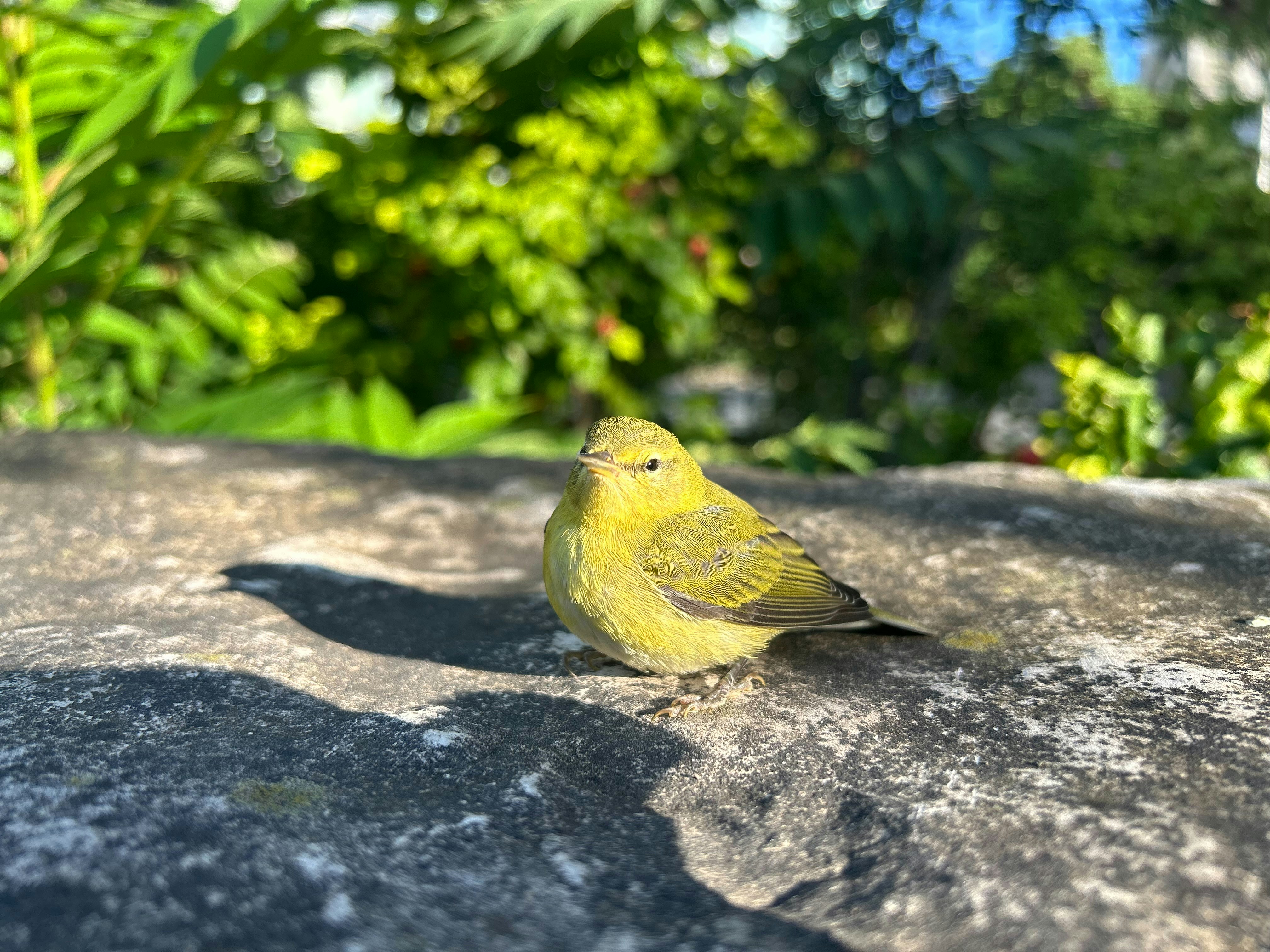 A Moment of Stillness: The Yellow Bird on Stone