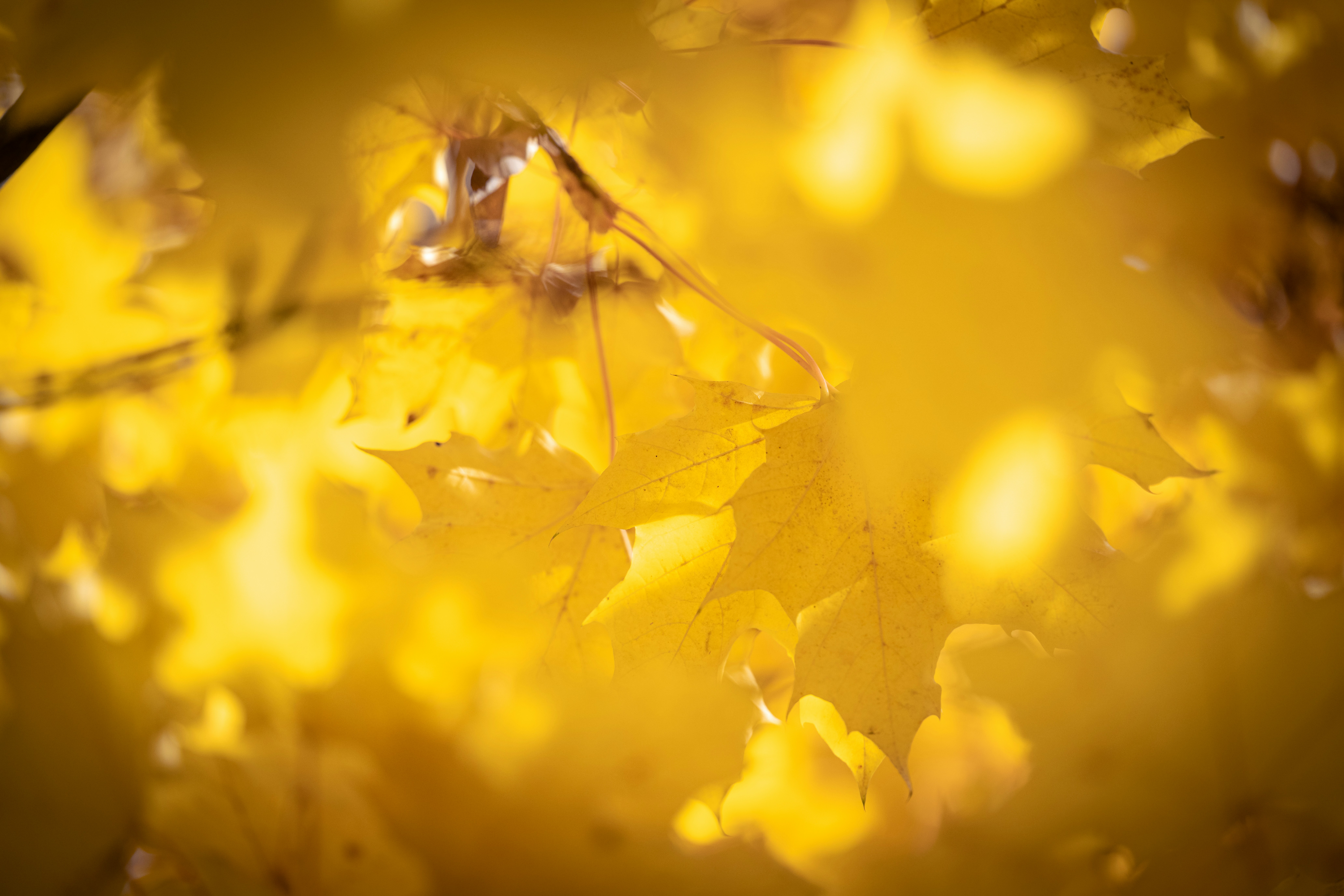 Golden Canopy: Nature's Abstract Tapestry