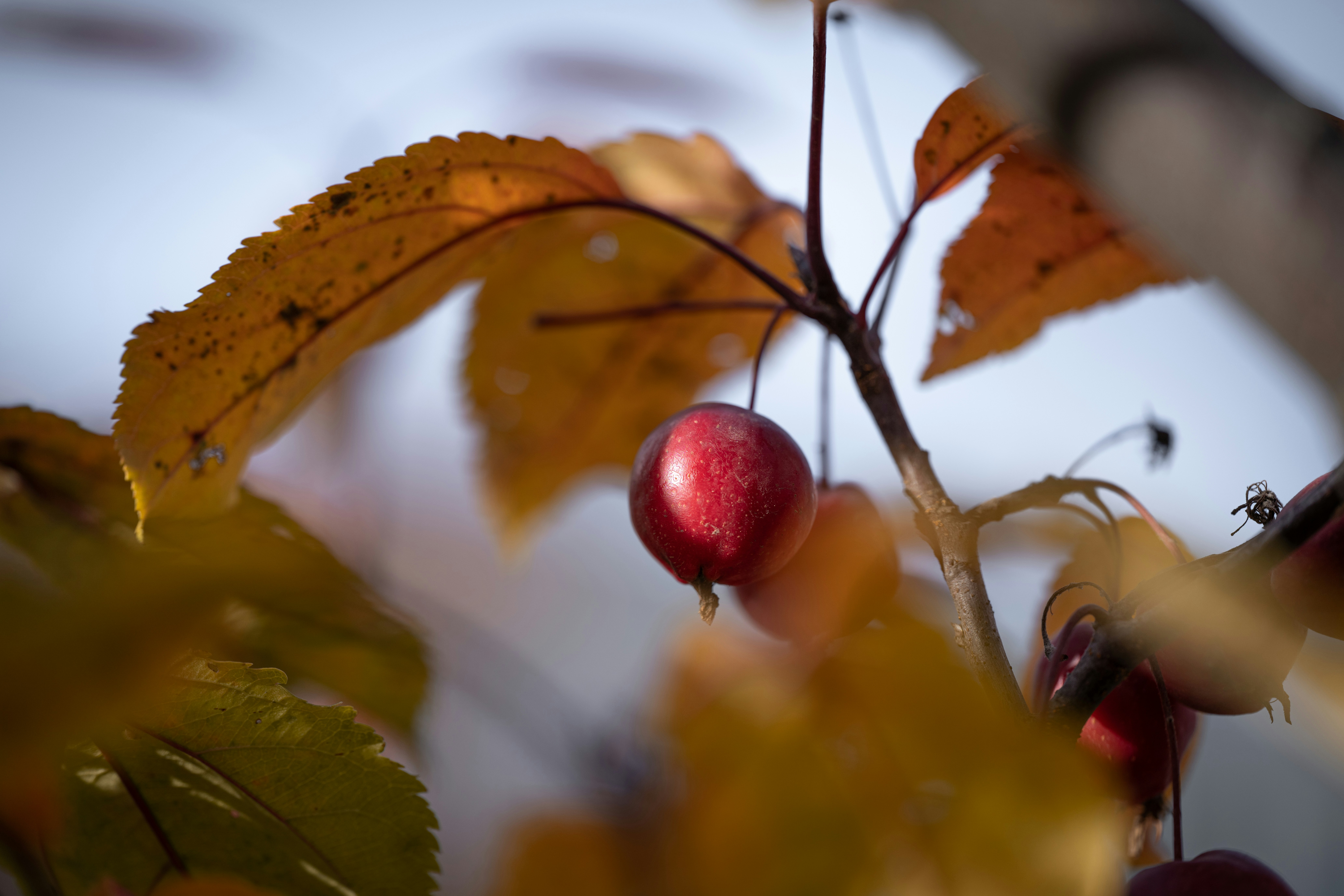 Crimson Berry Framed by Autumn Veil