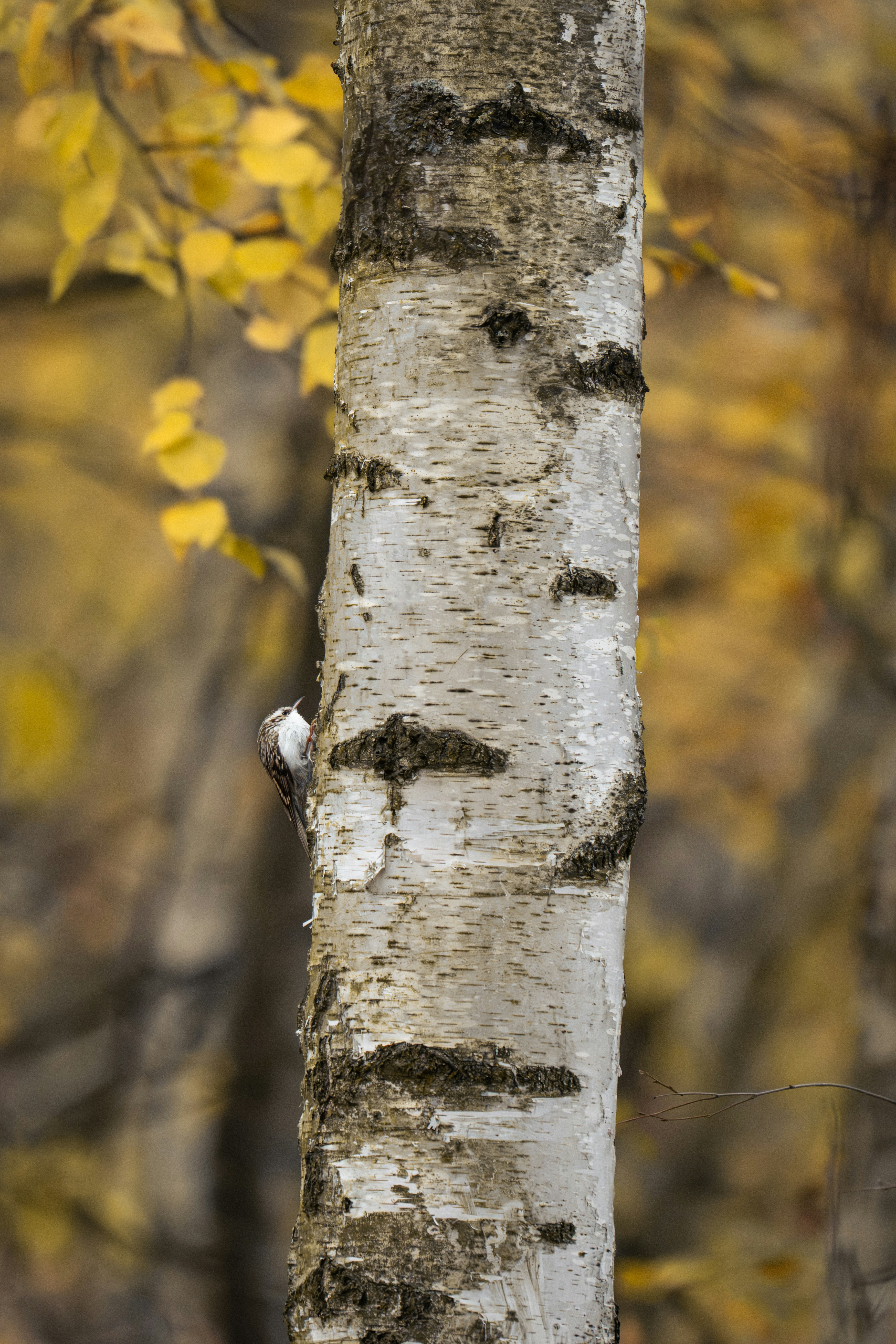 A small bird clings to a birch tree trunk.