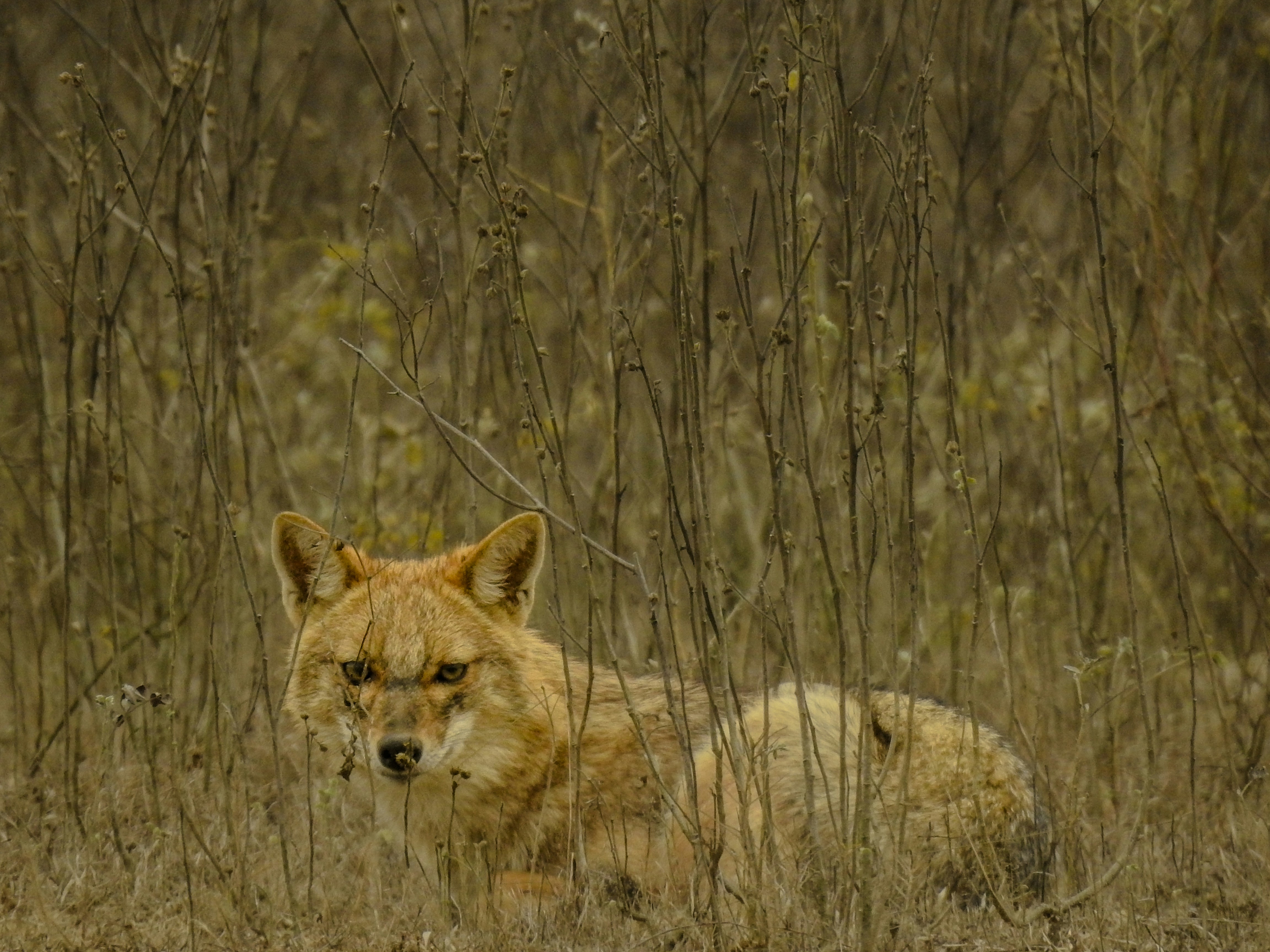 Golden and graceful, the jackal rests in the wild lands, a free spirit under the warm embrace of the sun in Jim Corbett National Park, Uttarakhand, India. | Golden jackal peeking through dry grass