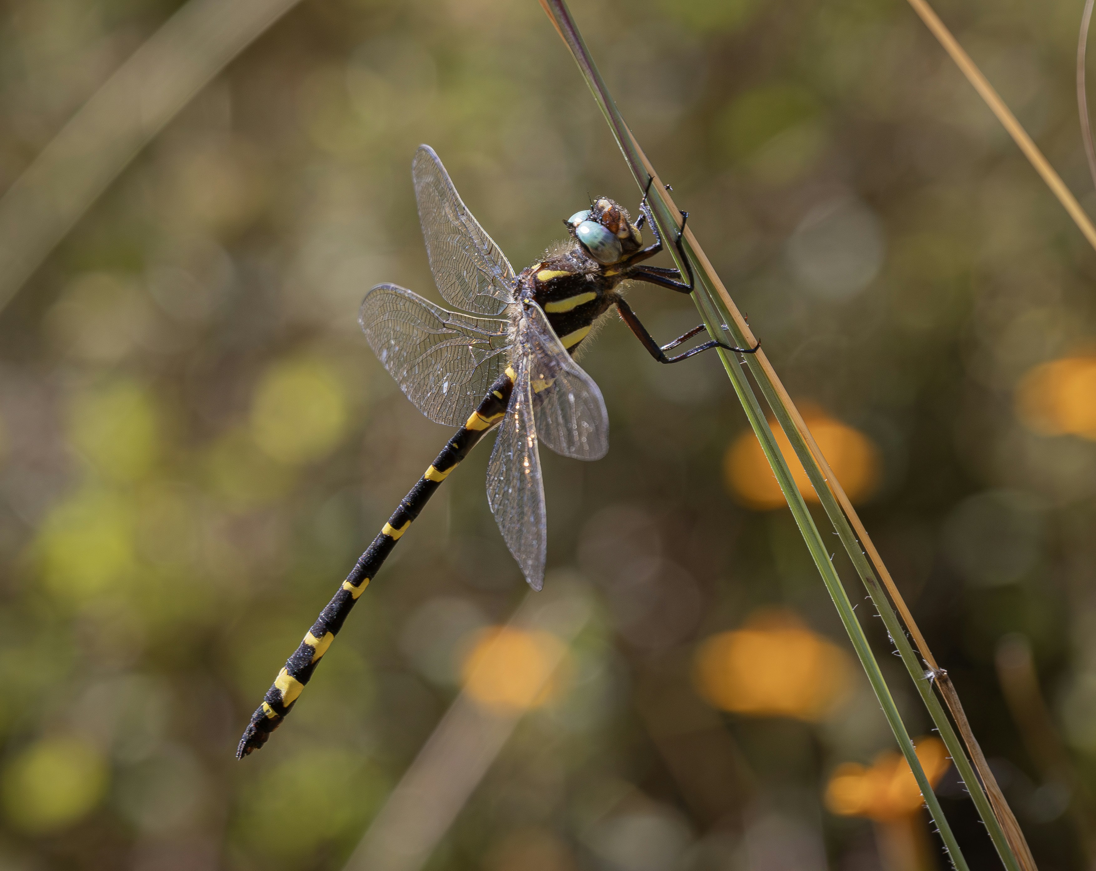 Nature's Delicate Acrobat: The Dragonfly's Dance