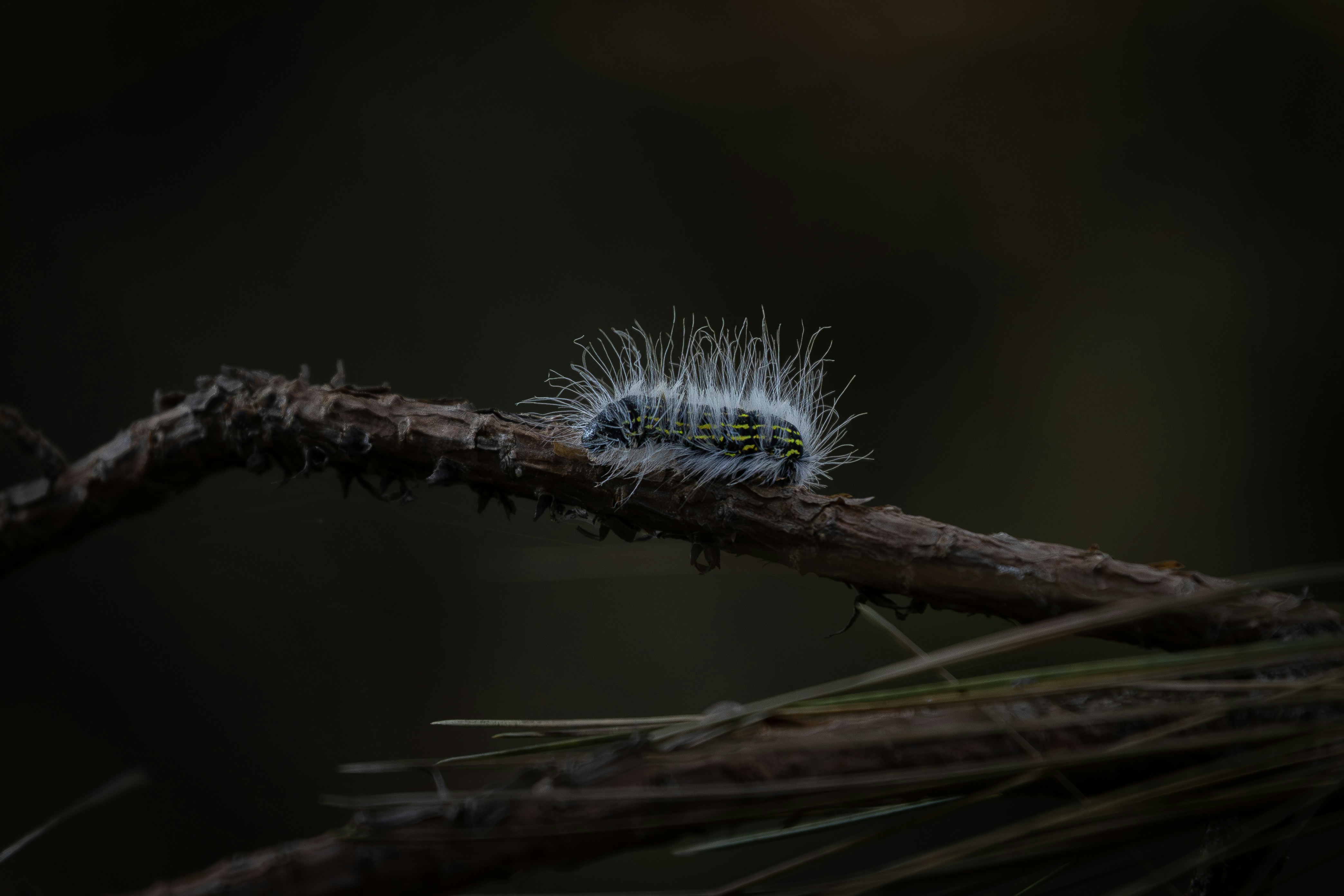 A fuzzy caterpillar perched on a twig, showcasing intricate details against a softly blurred background.