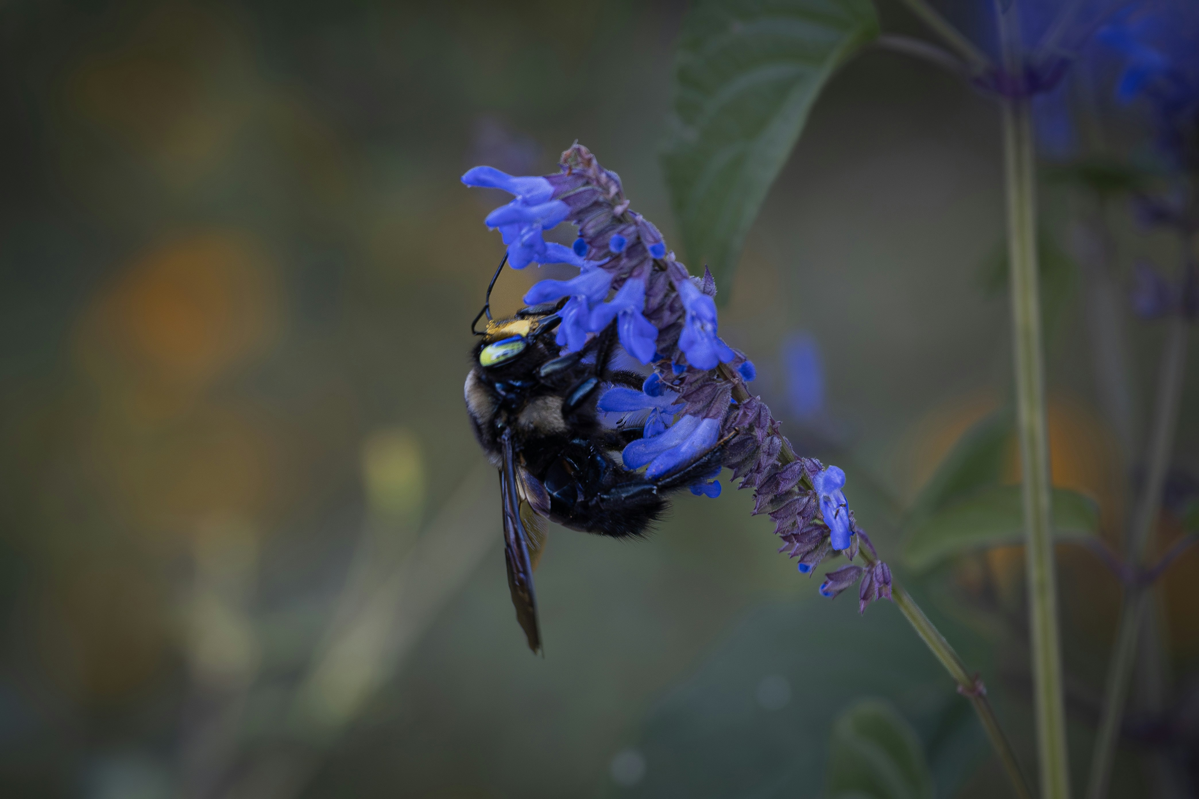 Pollinator's Embrace: The Dance of Nature