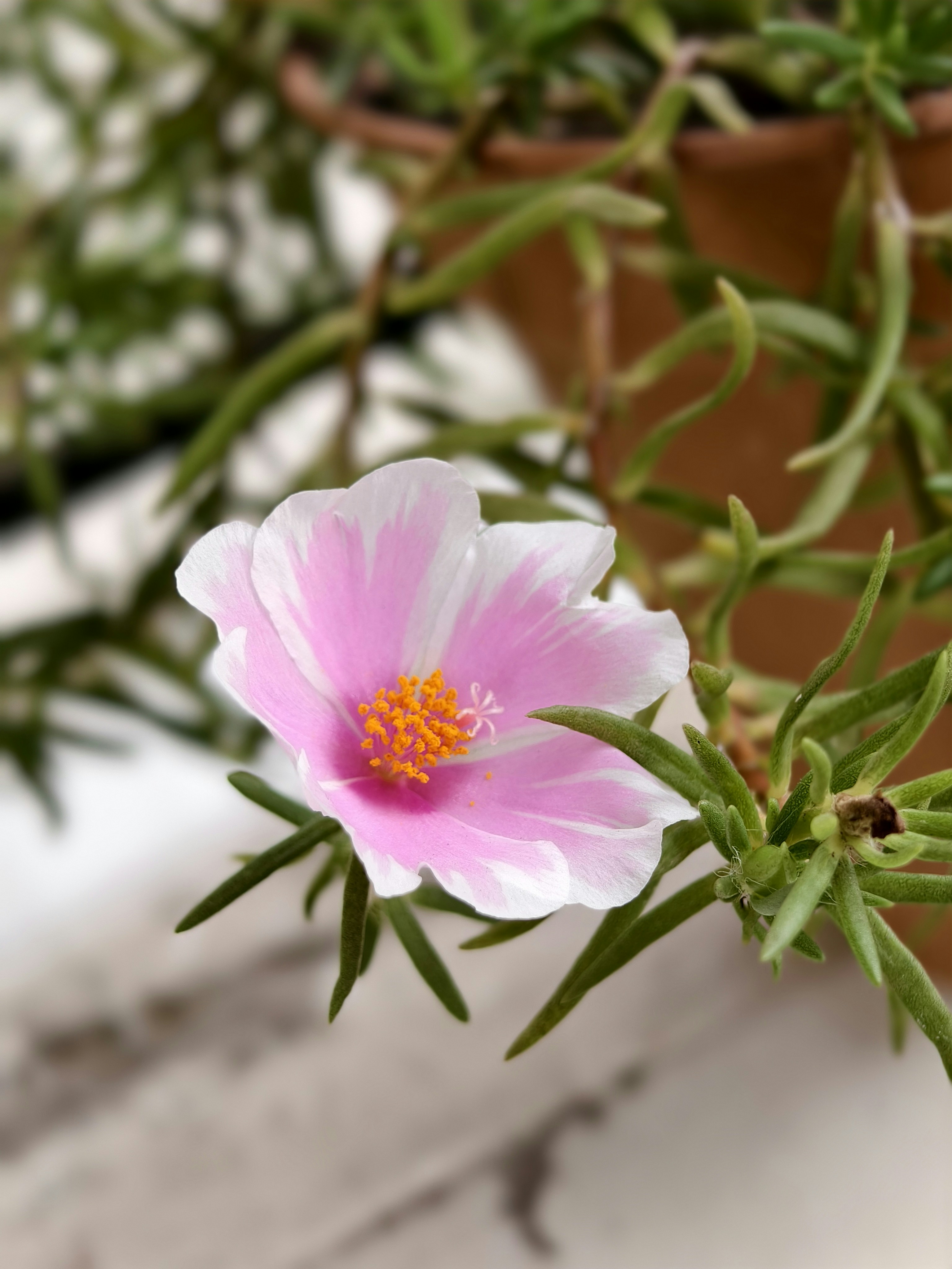 A delicate pink and white flower with orange center.