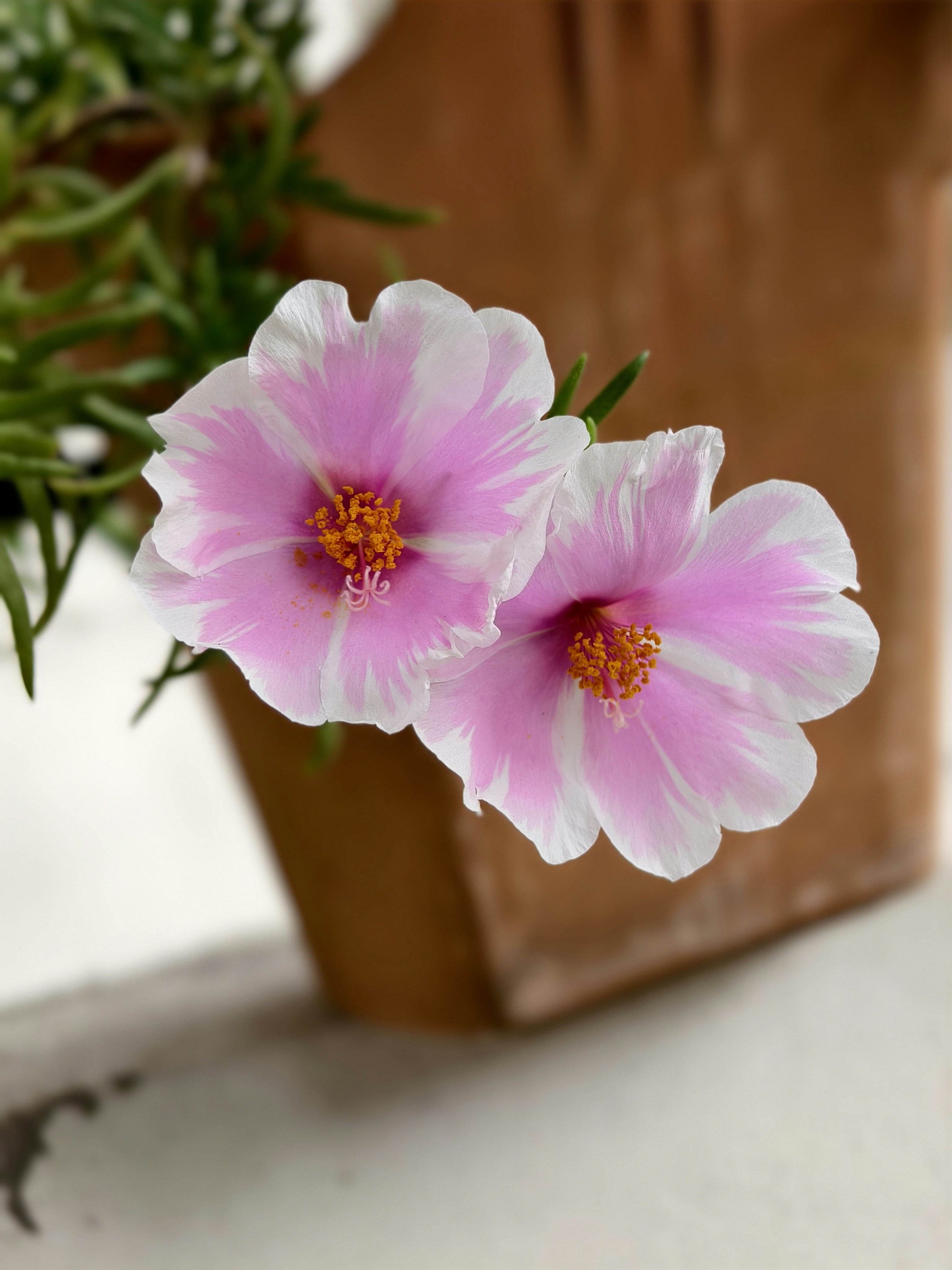 Sample photo from Vivo X200