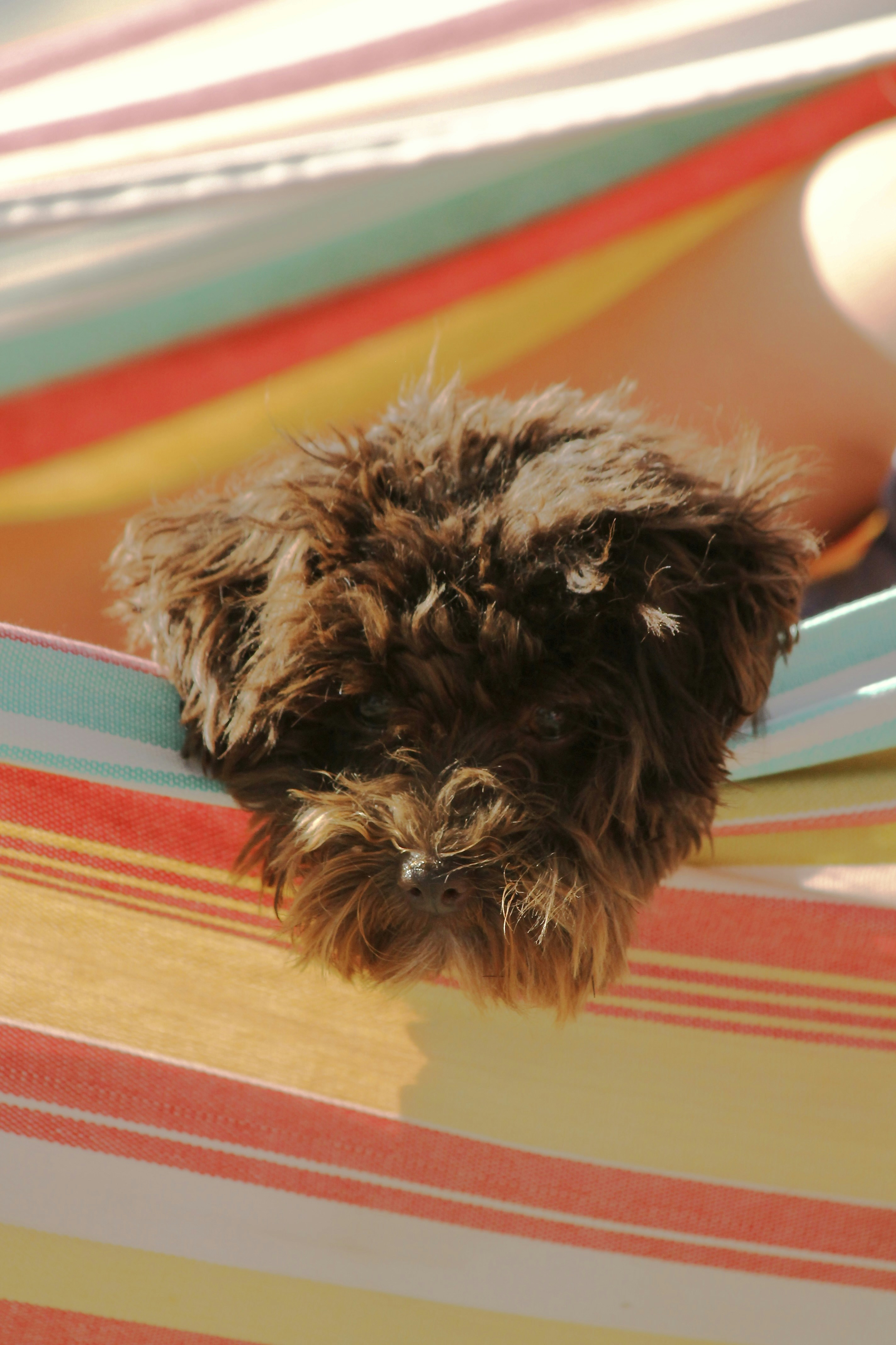 A small brown puppy peeks out from a vibrant hammock, surrounded by bright stripes. The scene captures a moment of playful curiosity.