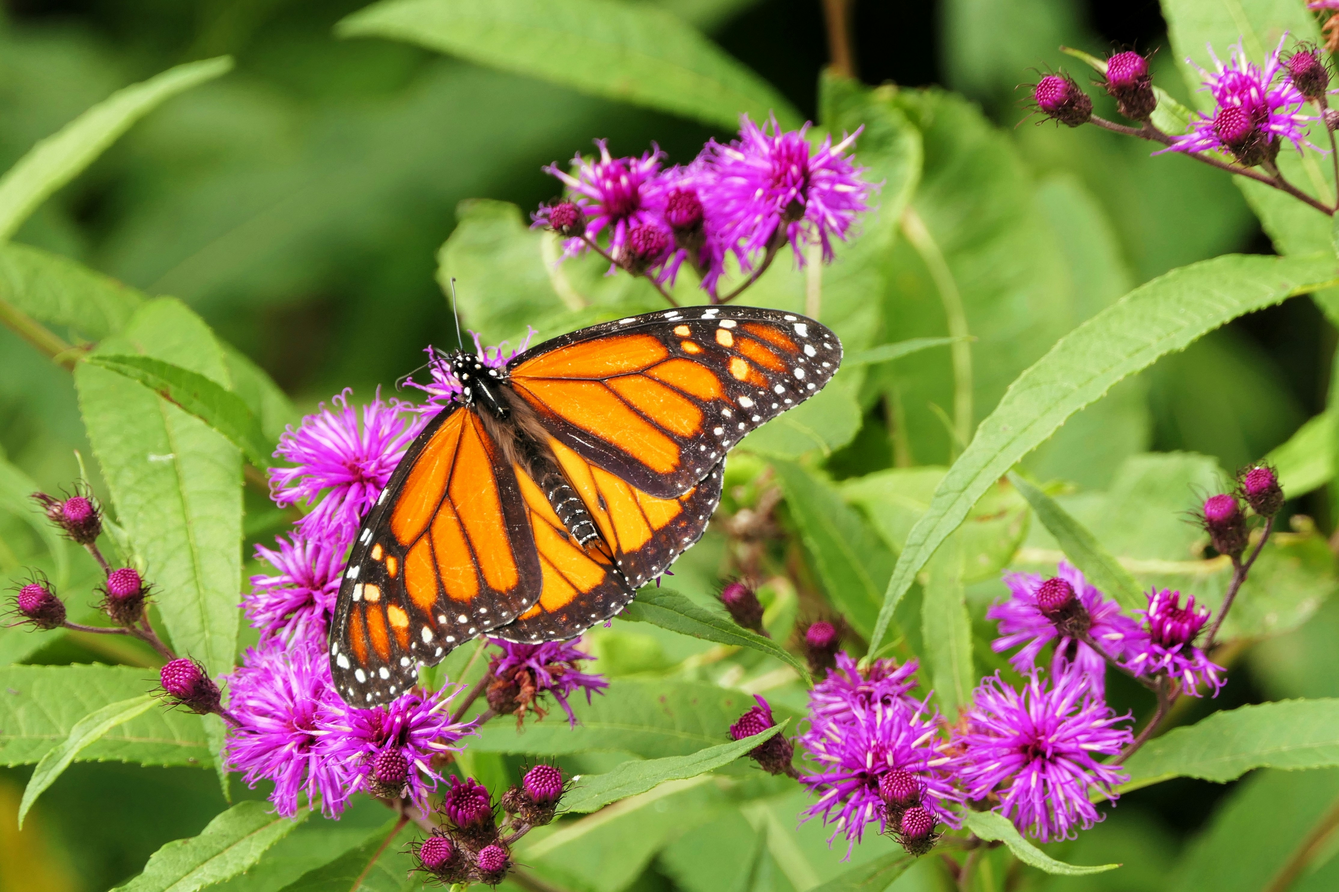 monarch butterfly feeding before migration | A monarch butterfly rests on purple flowers.