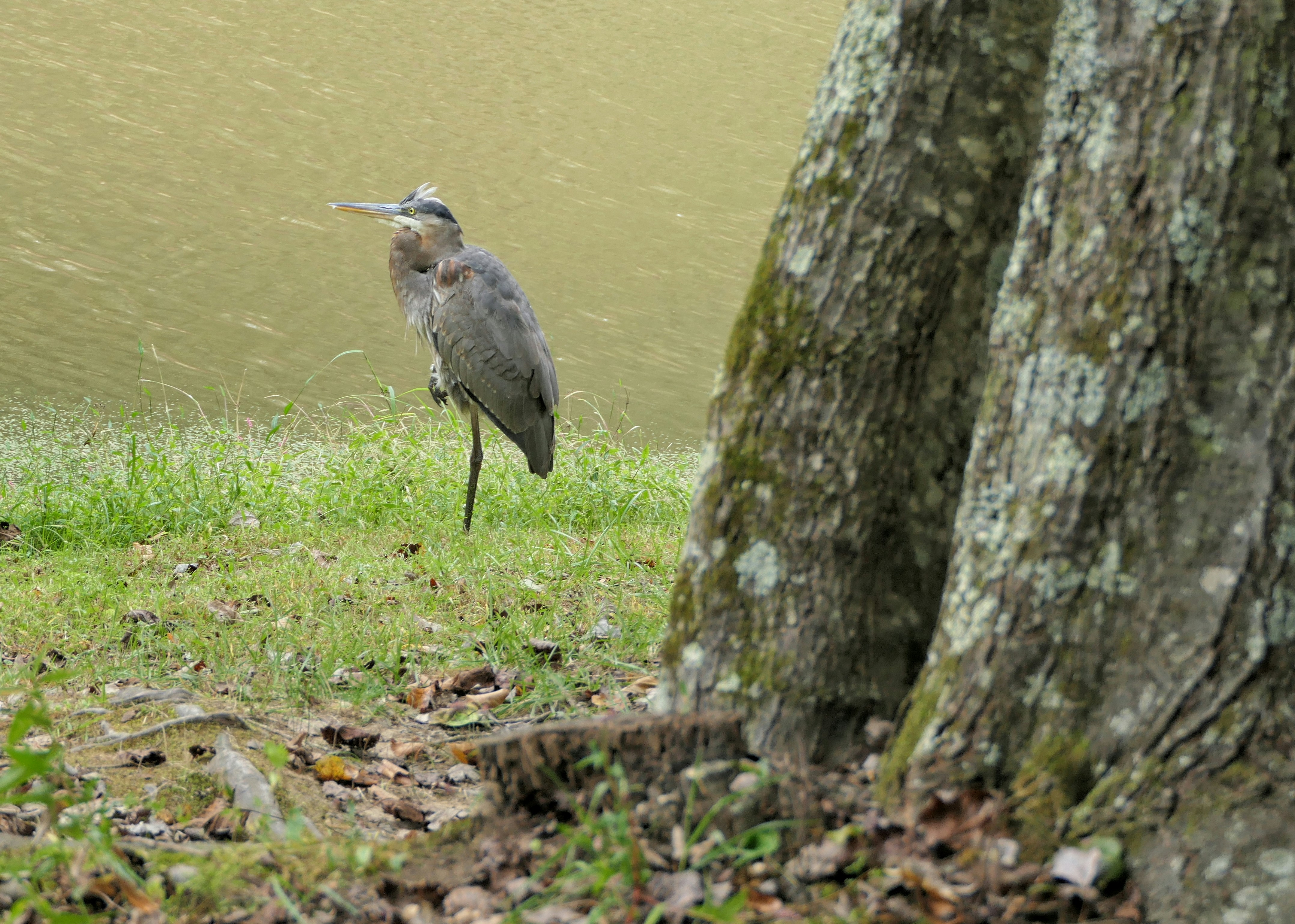 great blue heron fishing on side of lake | A great blue heron stands by a lake.