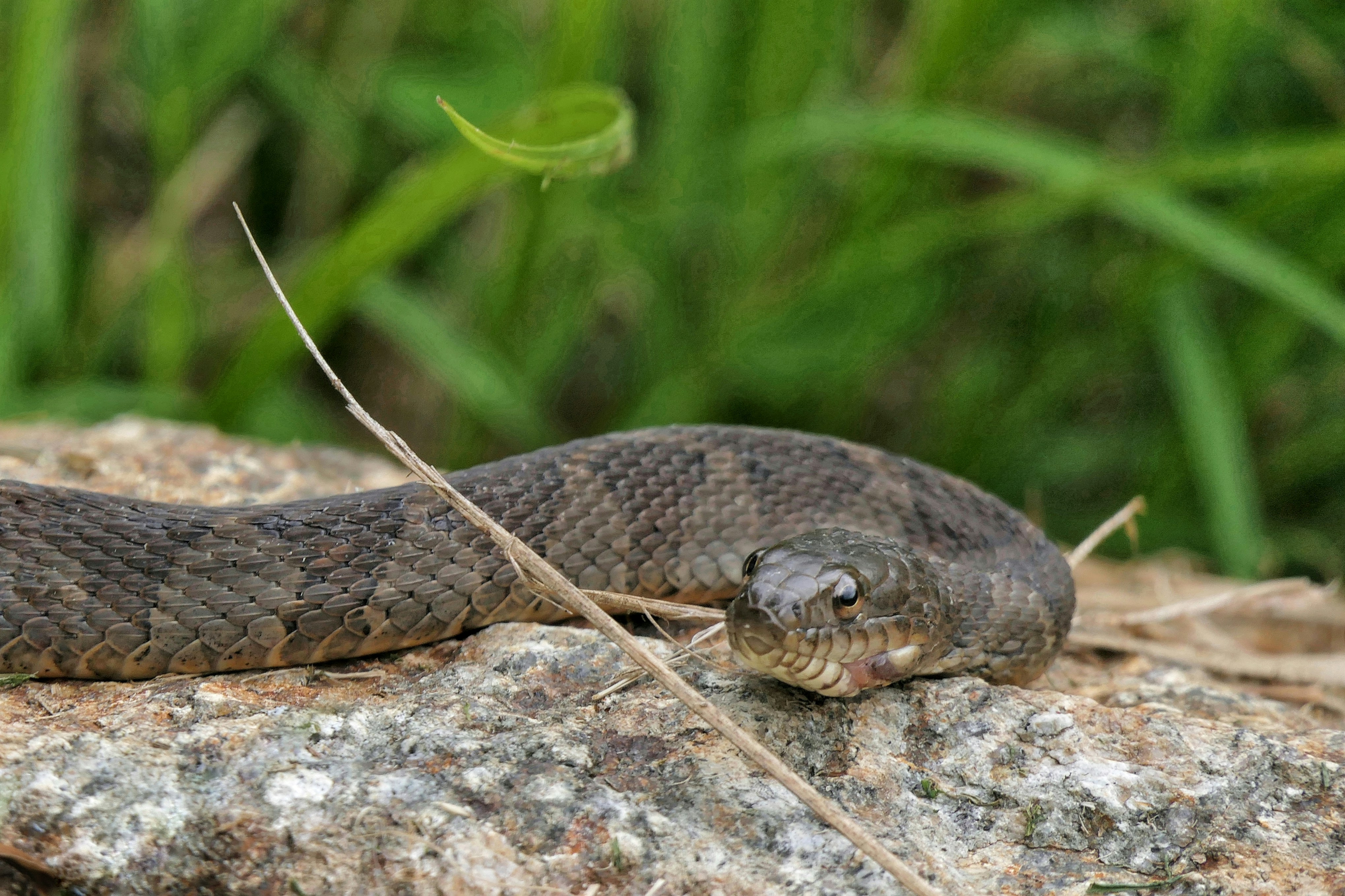 water snake on rock along lake | A brown snake rests on a rock with grass background.