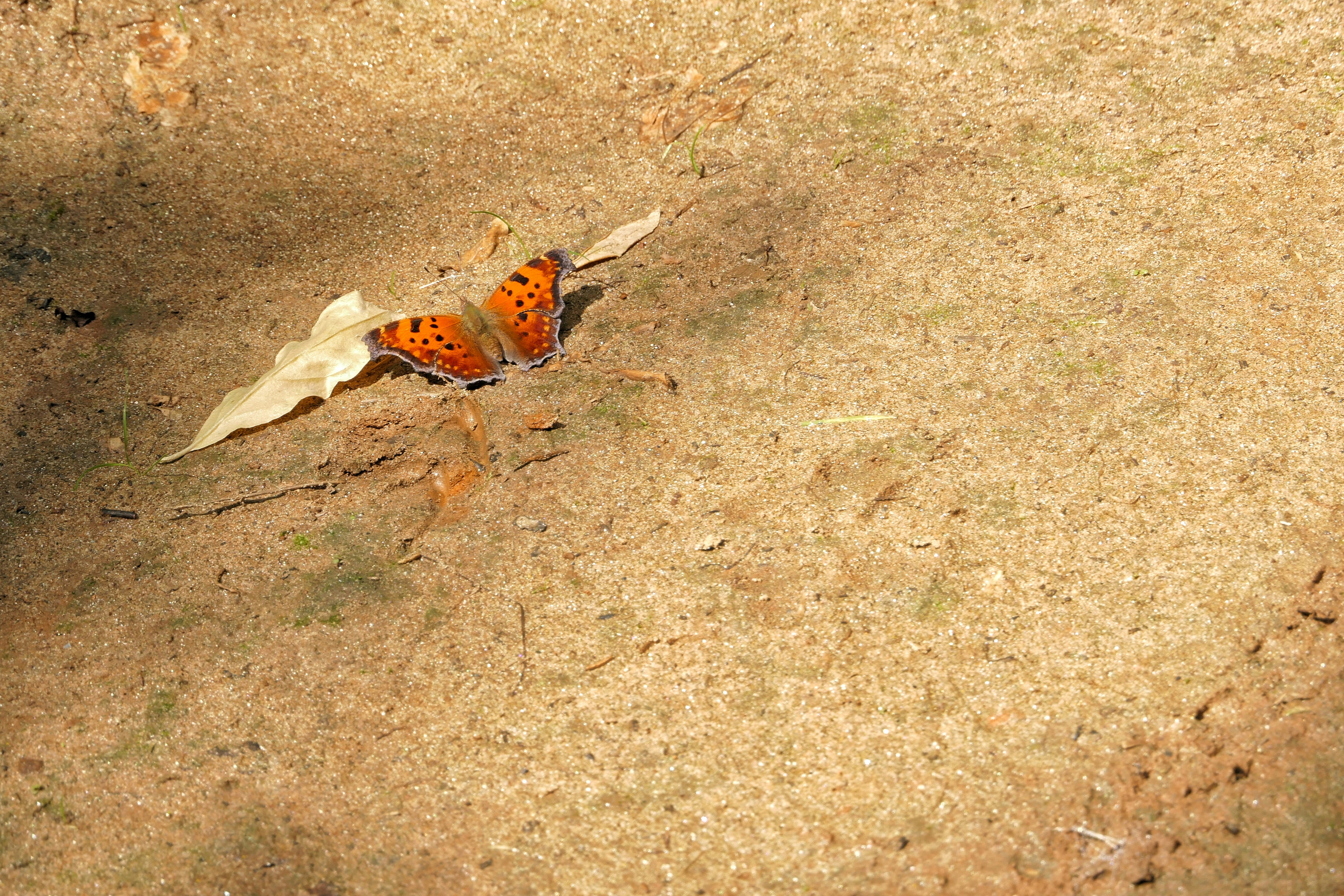 A Moment of Delicate Color Amidst Earthy Tones