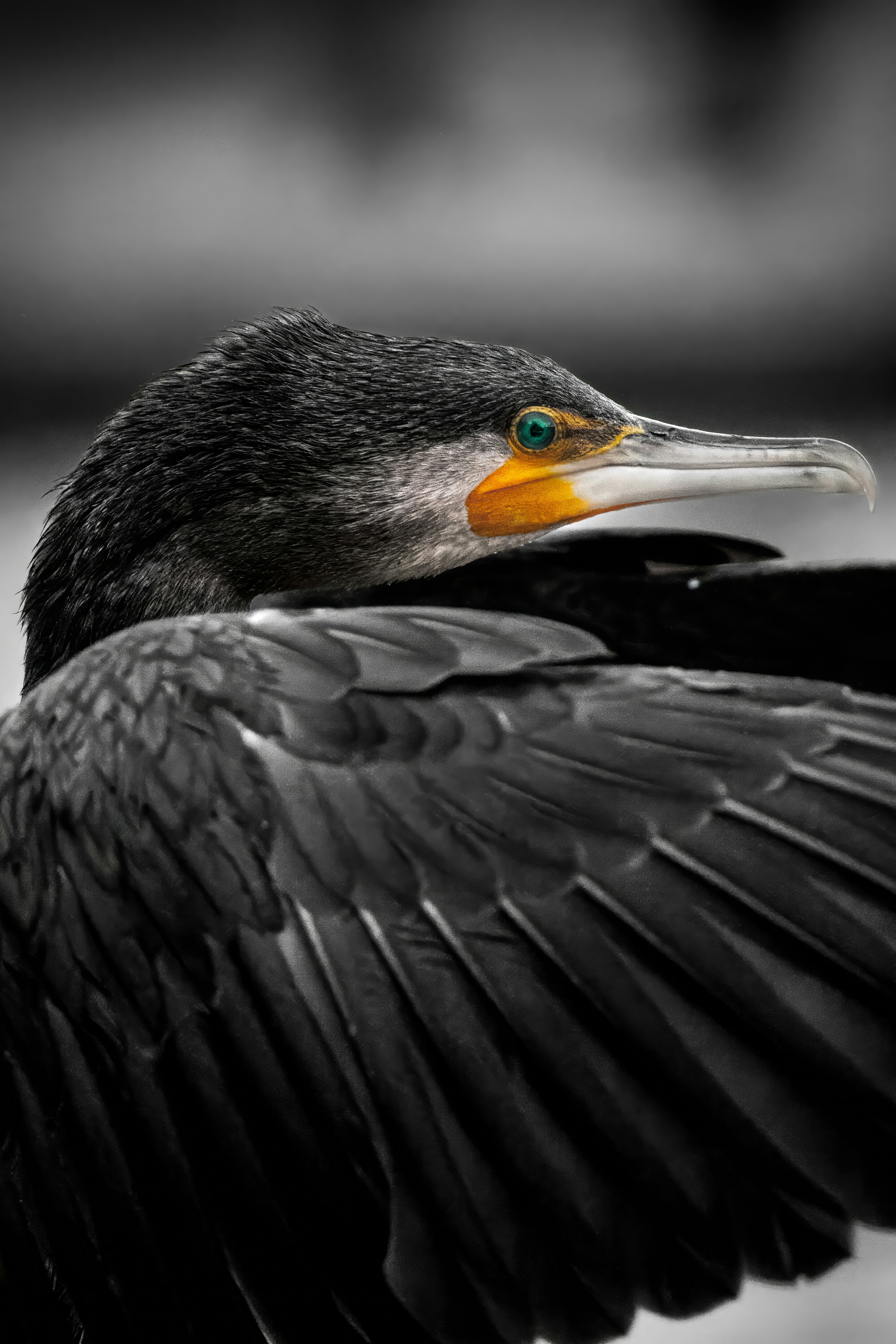 The Silent Watcher: A Cormorant's Gaze